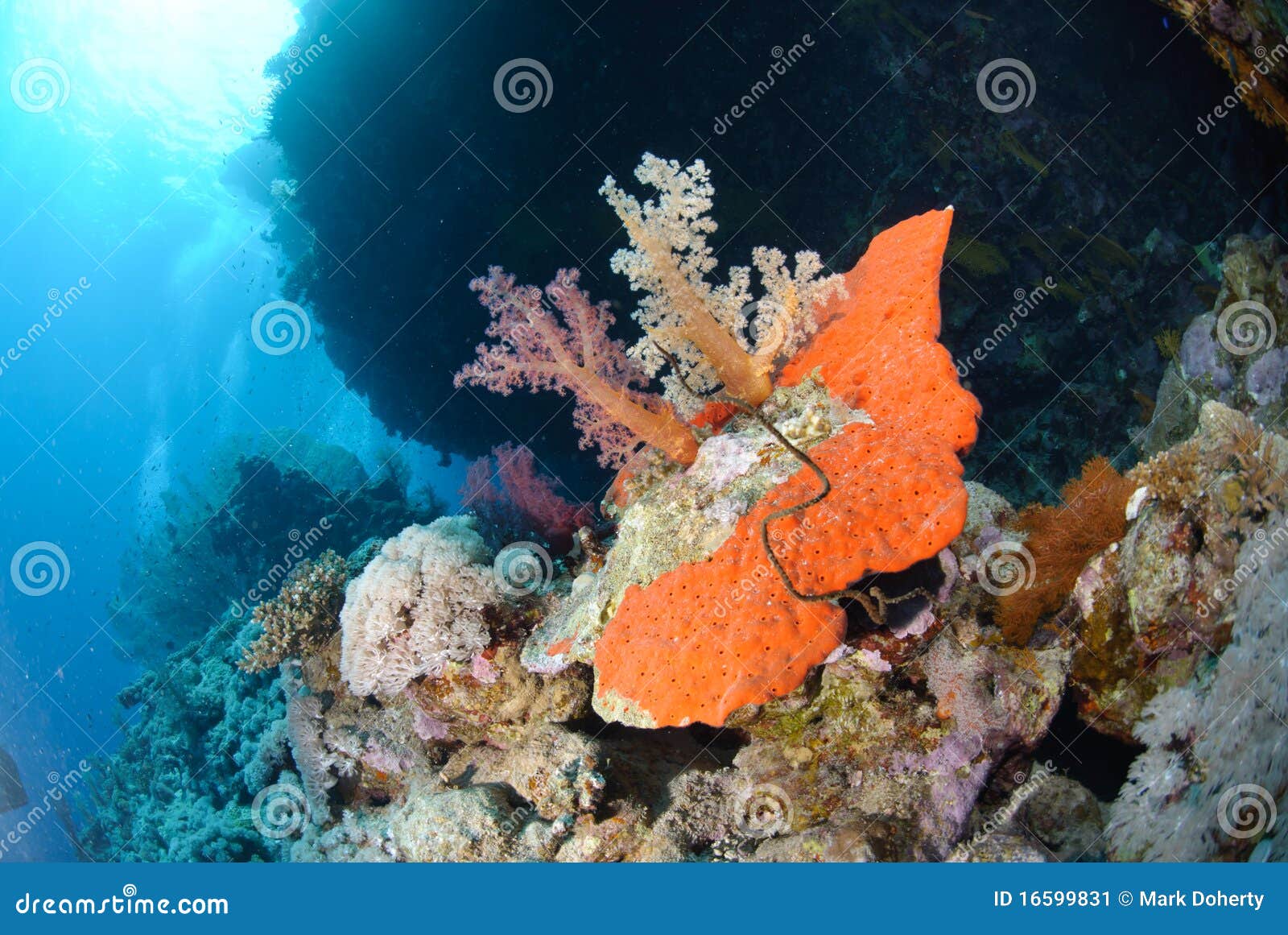 Soft coral on red sponge stock image. Image of nature - 16599831