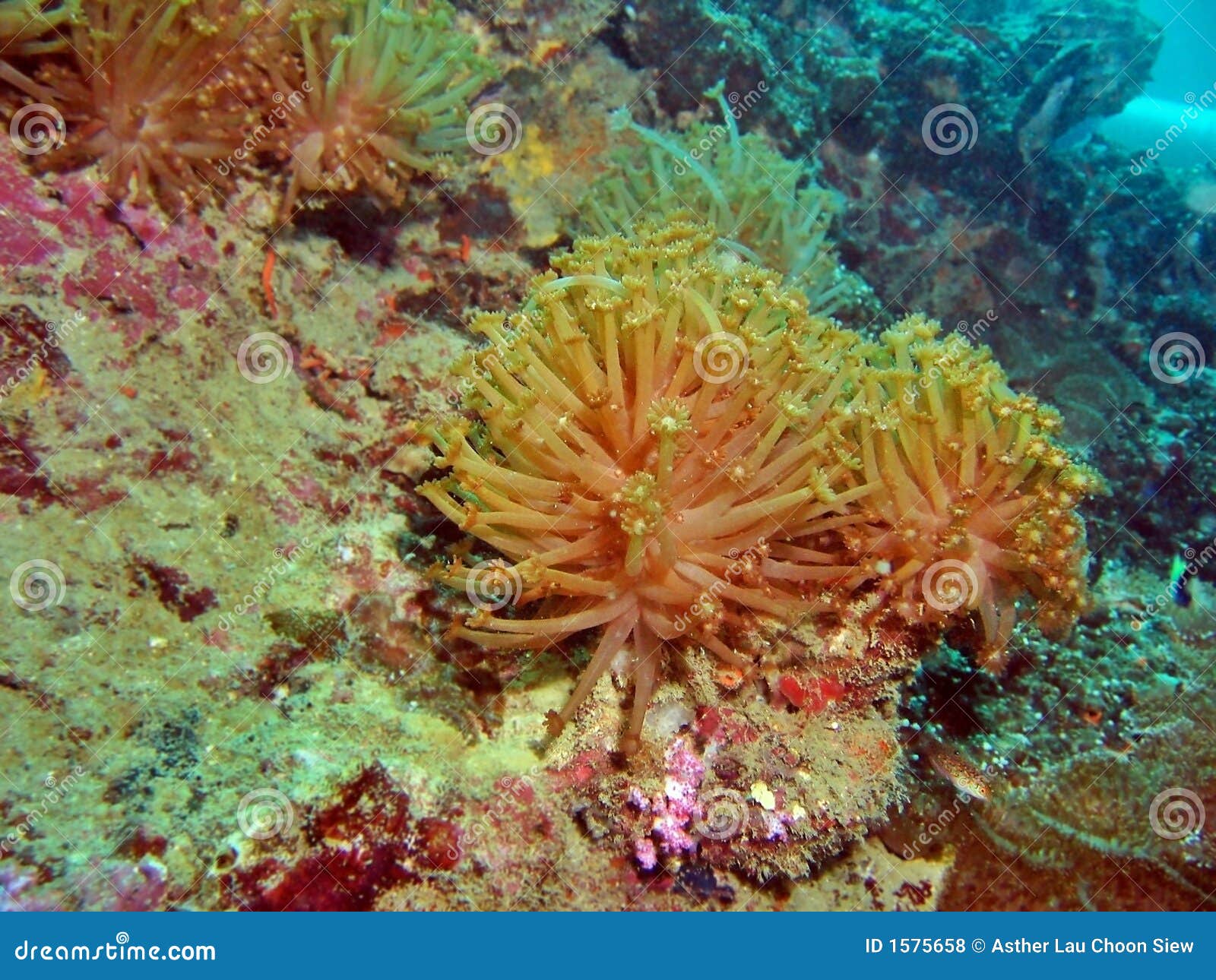 Soft Coral Reef stock photo. Image of soft, underwater - 1575658