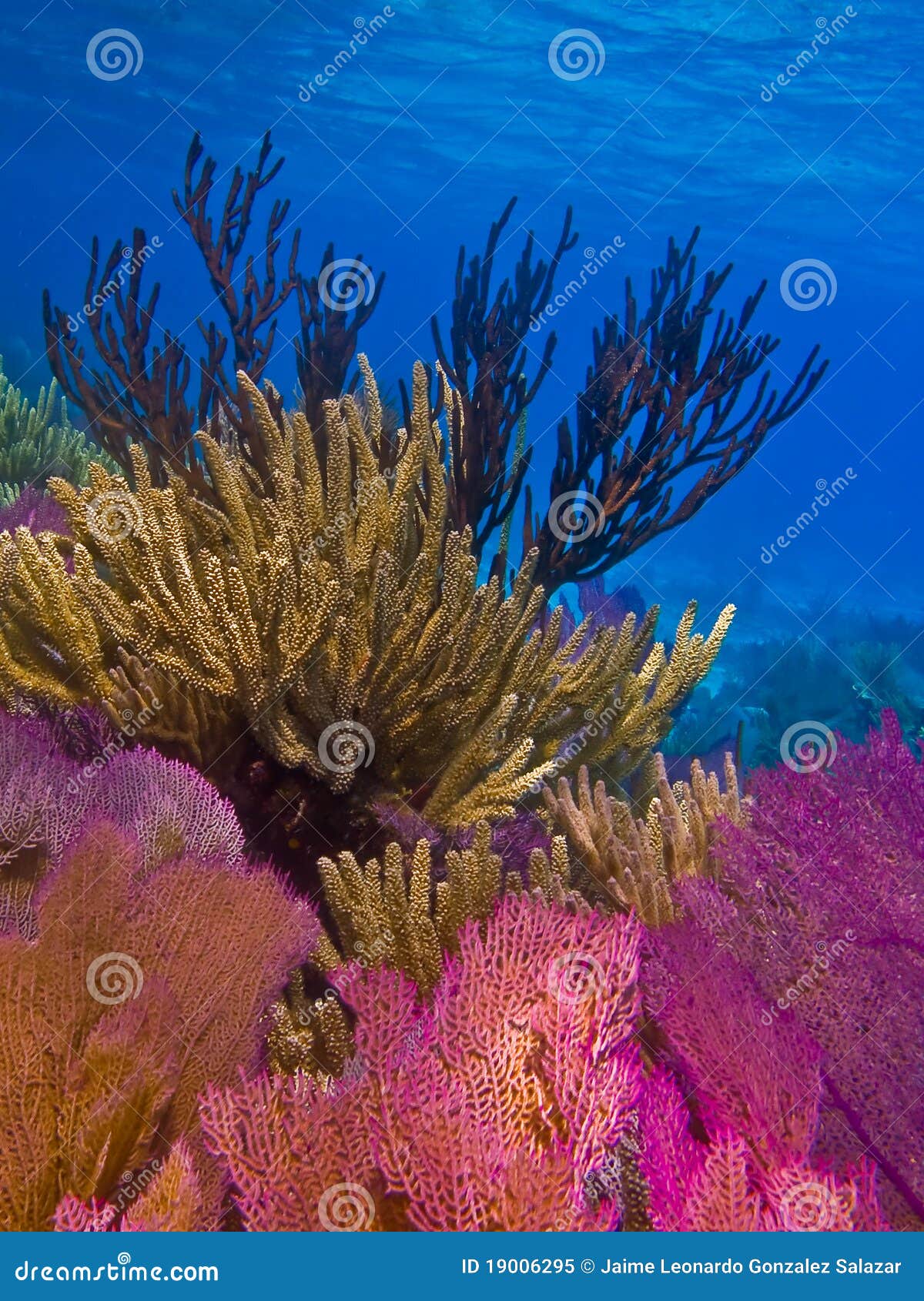 Soft coral reef stock image. Image of biology, cuba, crab - 19006295
