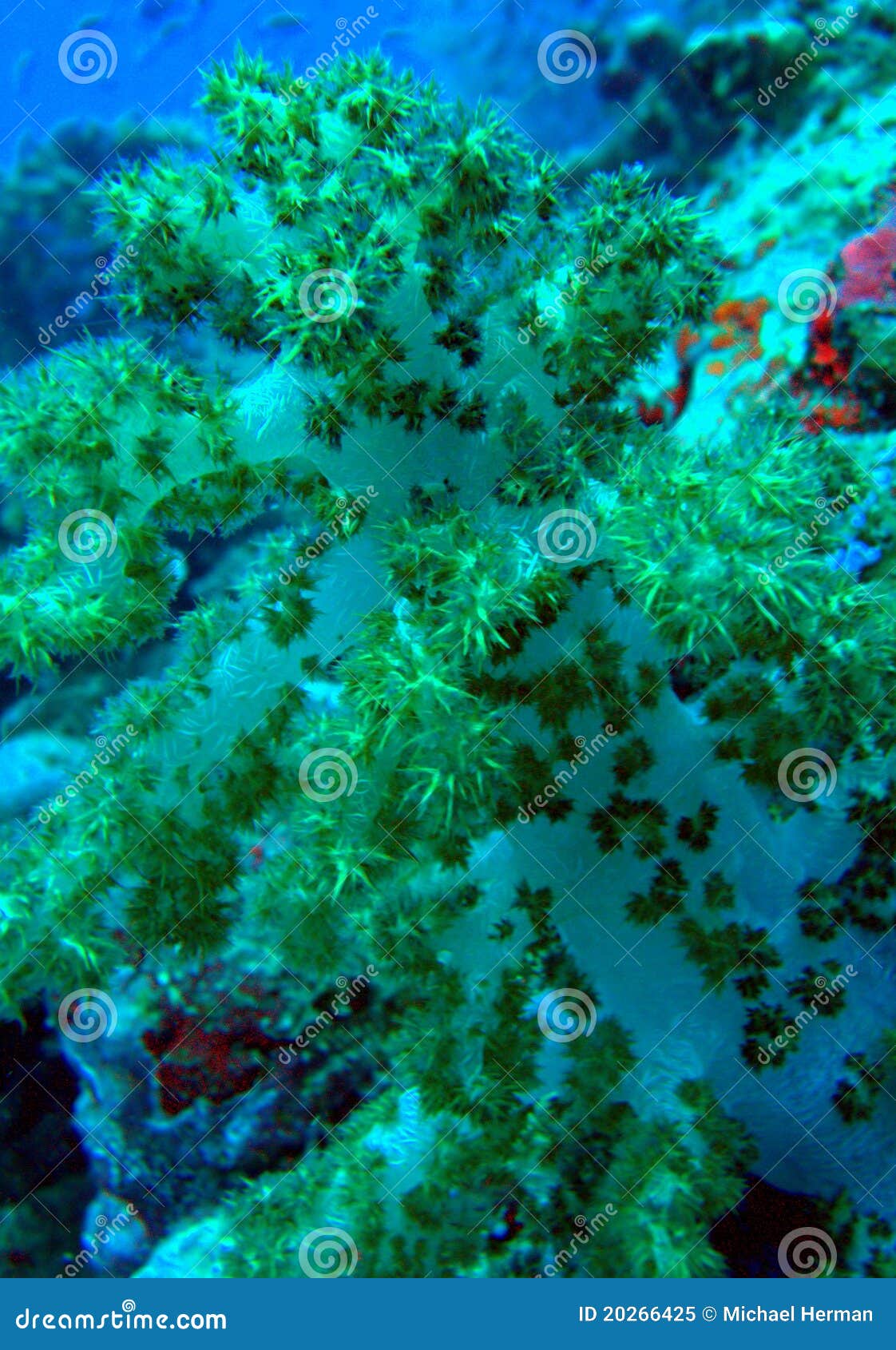 Soft coral reef stock image. Image of tropics, underwater - 20266425