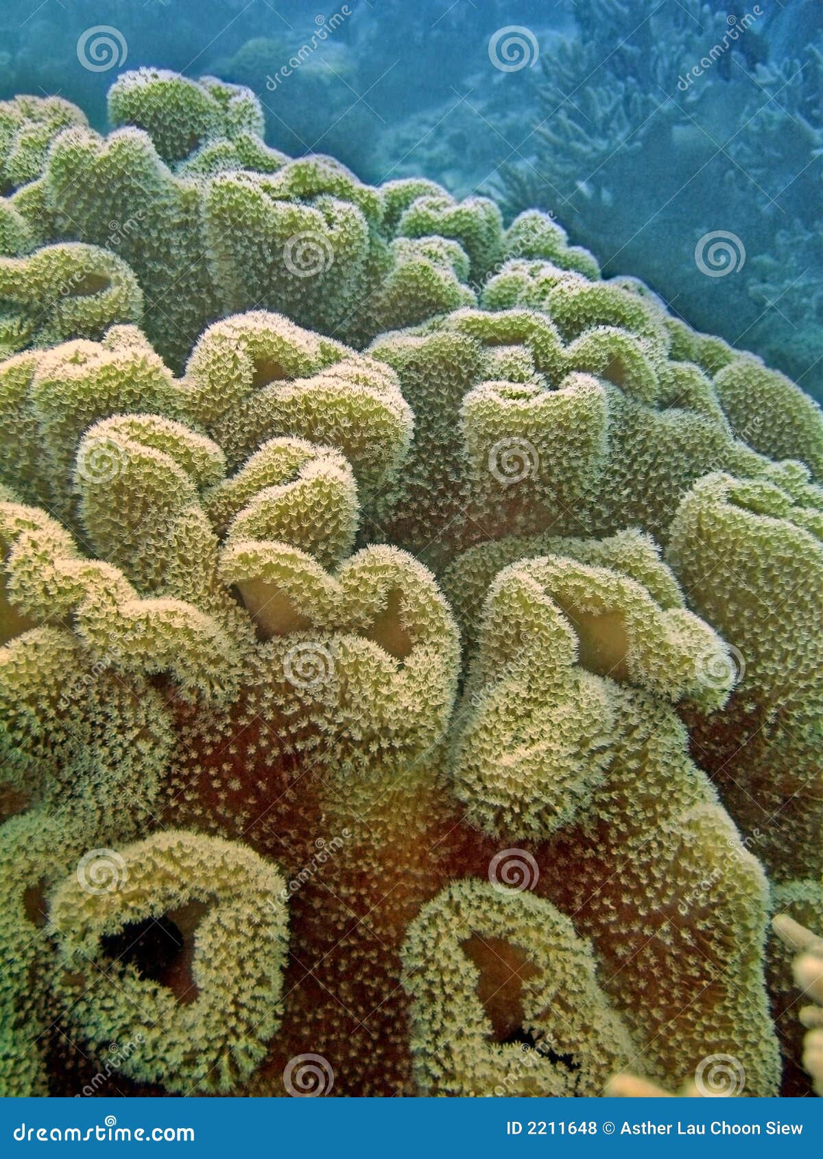 Soft Coral Reef stock photo. Image of aquatic, abstract - 2211648
