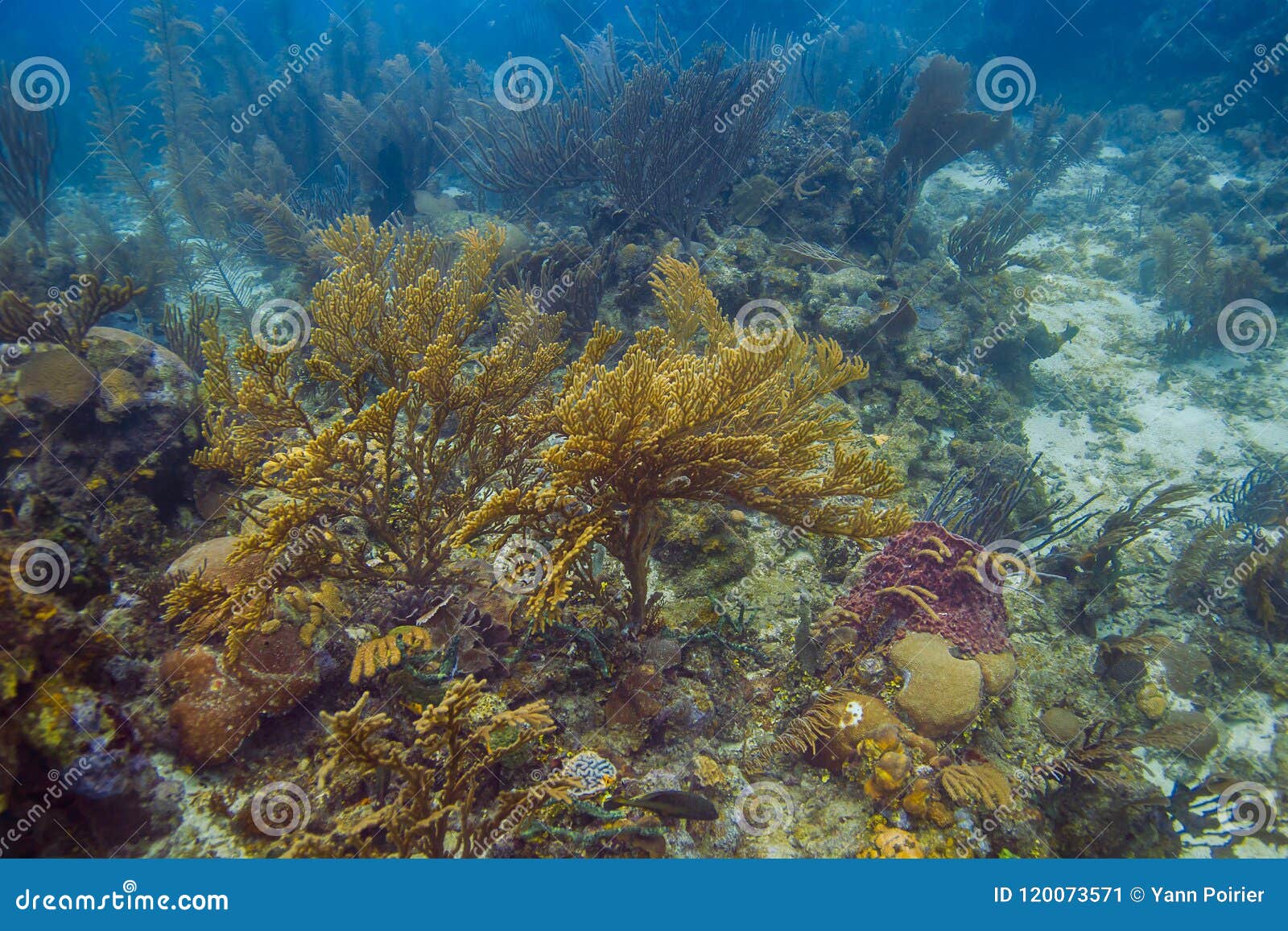 Soft coral reef stock image. Image of paradise, scuba - 120073571