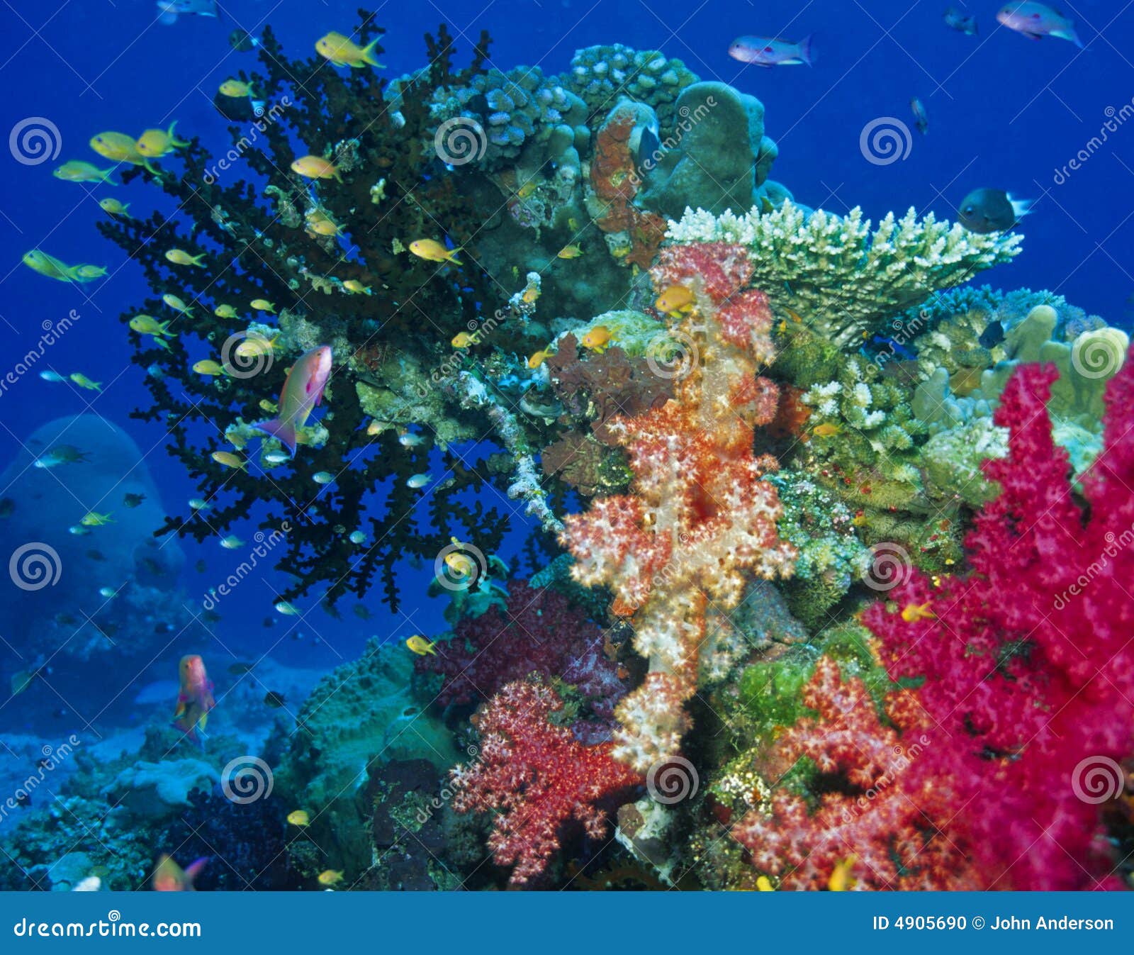 Soft coral reef scene stock photo. Image of soft, ocean - 4905690