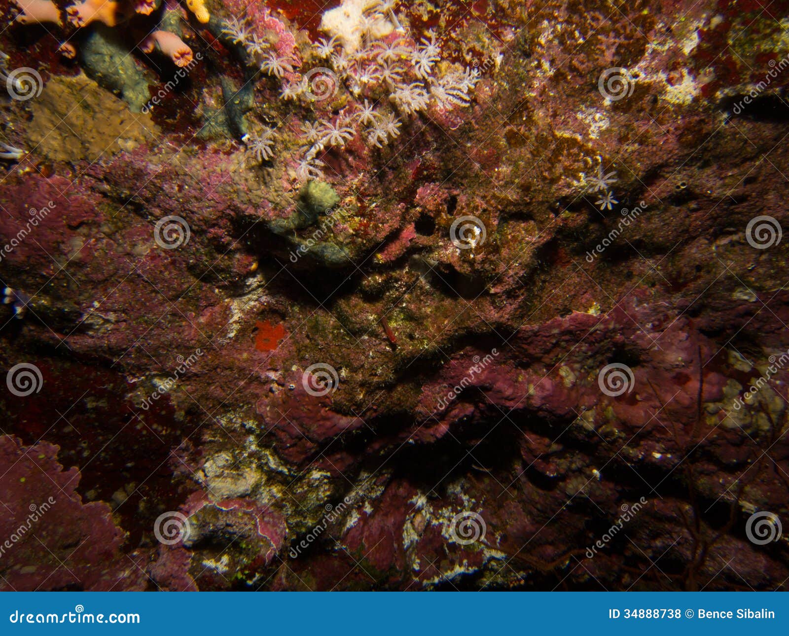 Soft Coral and Rock Texture Stock Photo - Image of close, summer: 34888738
