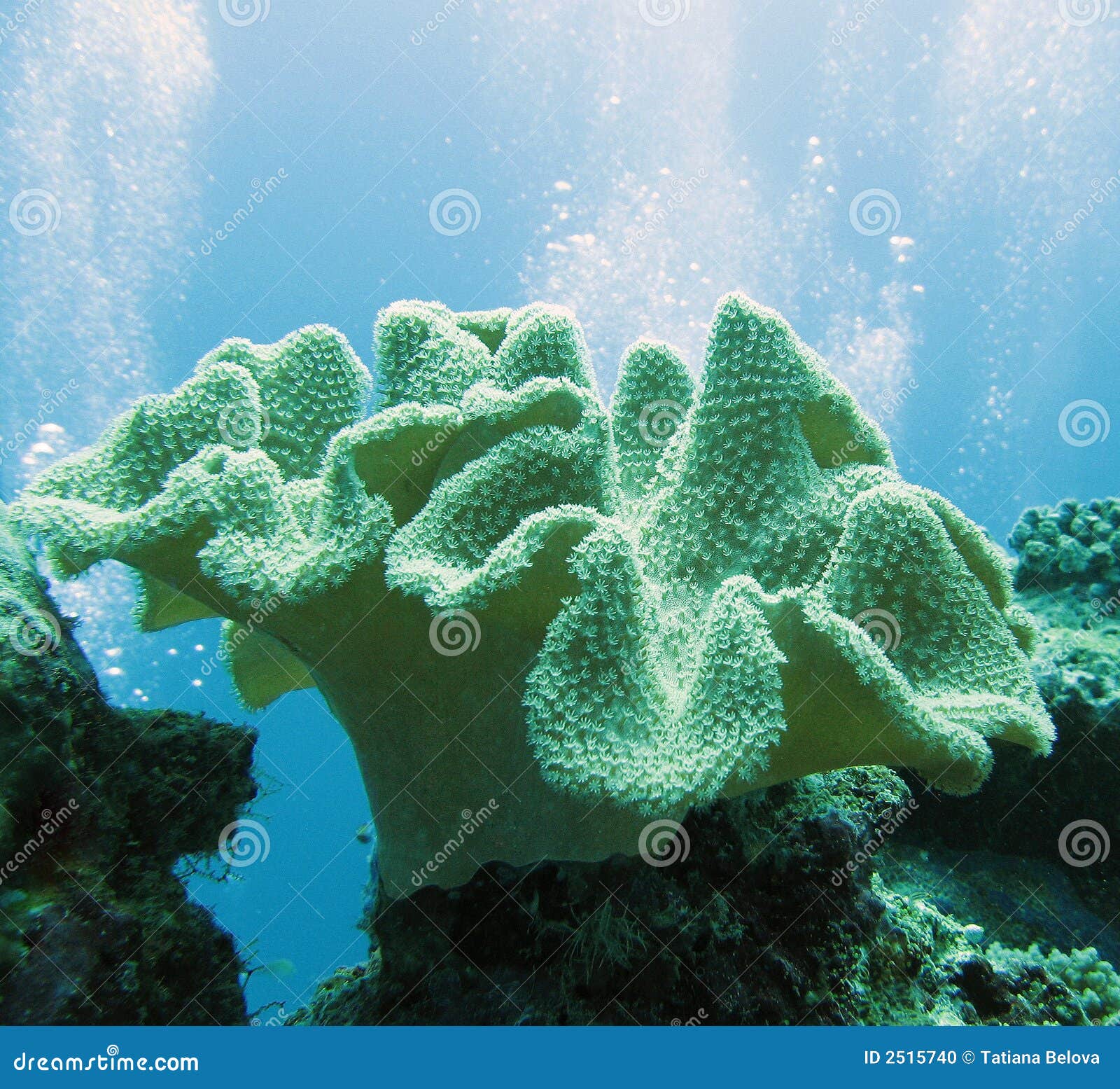 Soft coral - sarcophyton stock photo. Image of diving - 2515740