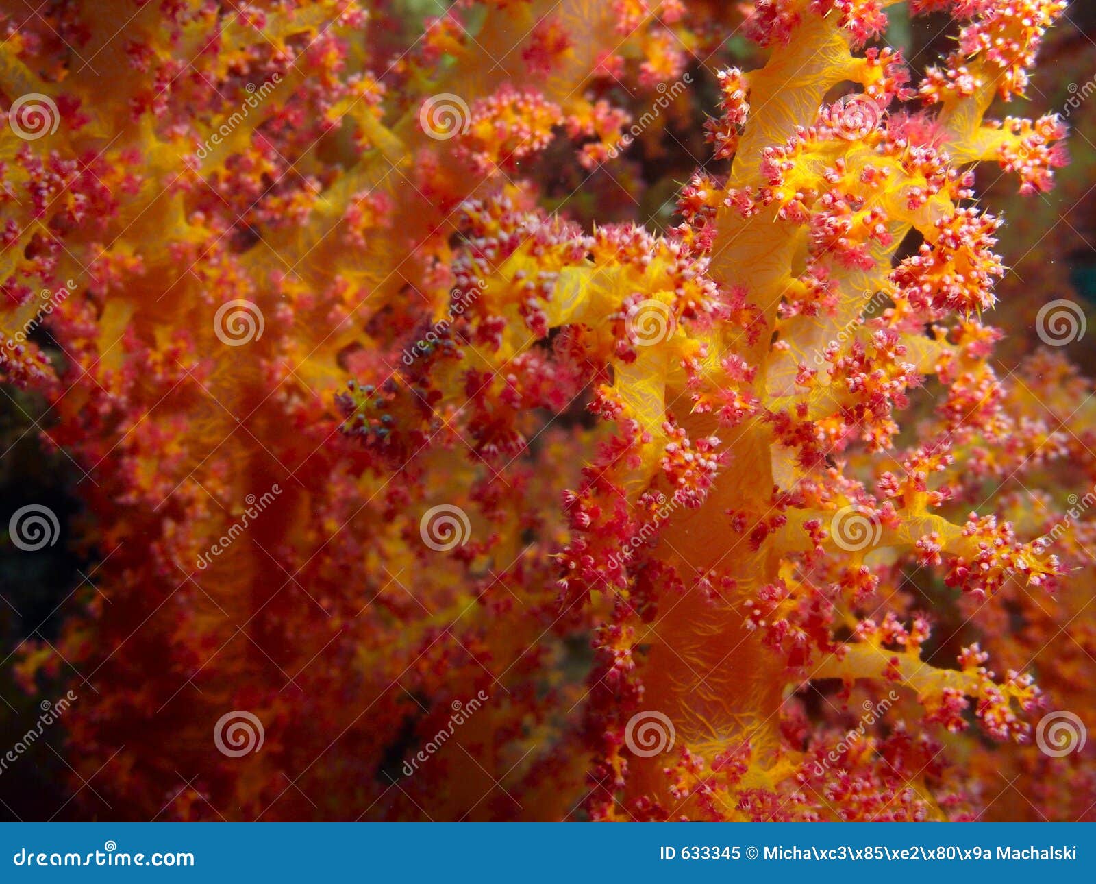 Soft Coral Structure stock image. Image of corals, reef - 633345