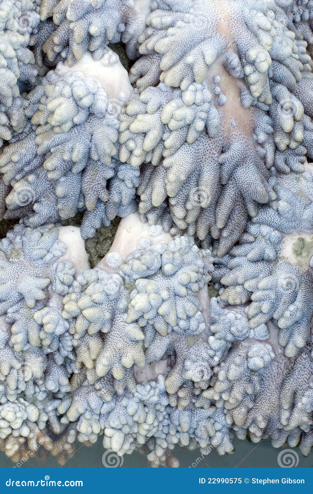 Soft coral texture stock image. Image of nature, reef - 22990575