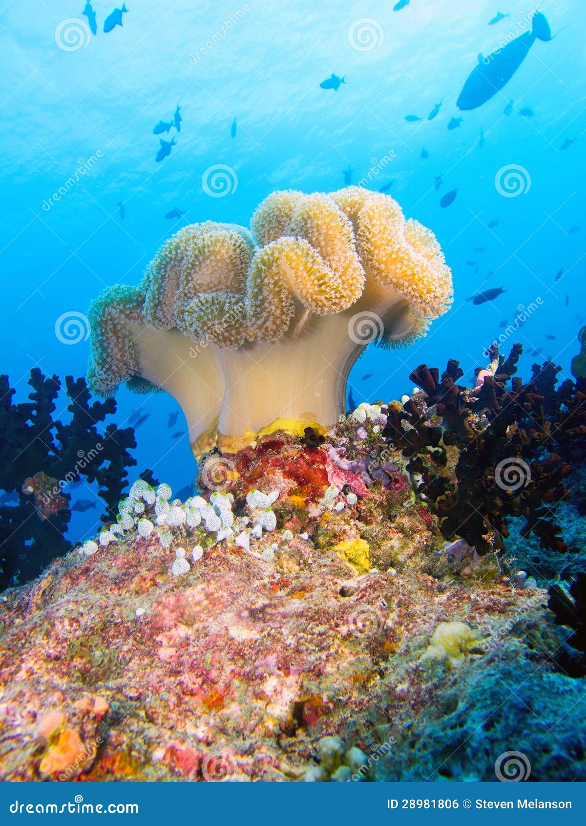 Soft corals stock photo. Image of marine, water, coral - 28981806