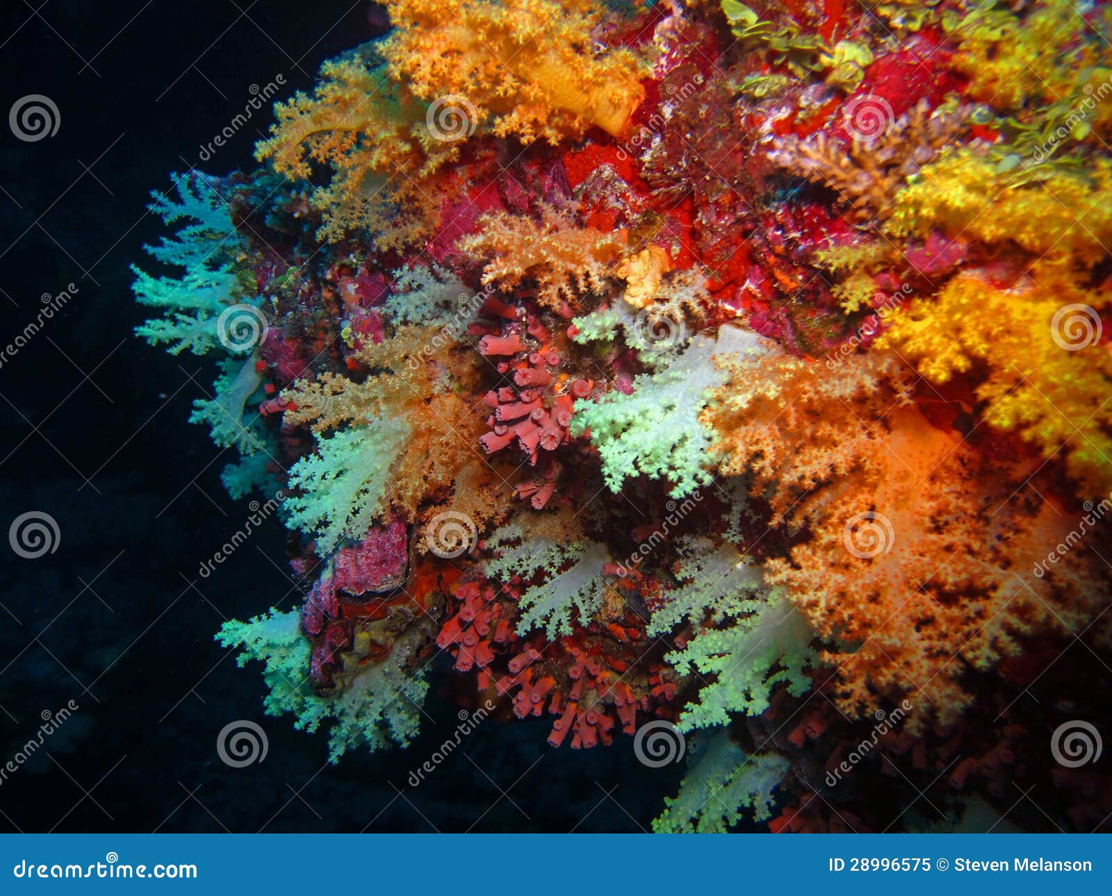 Soft corals stock image. Image of ocean, coelenterates - 28996575