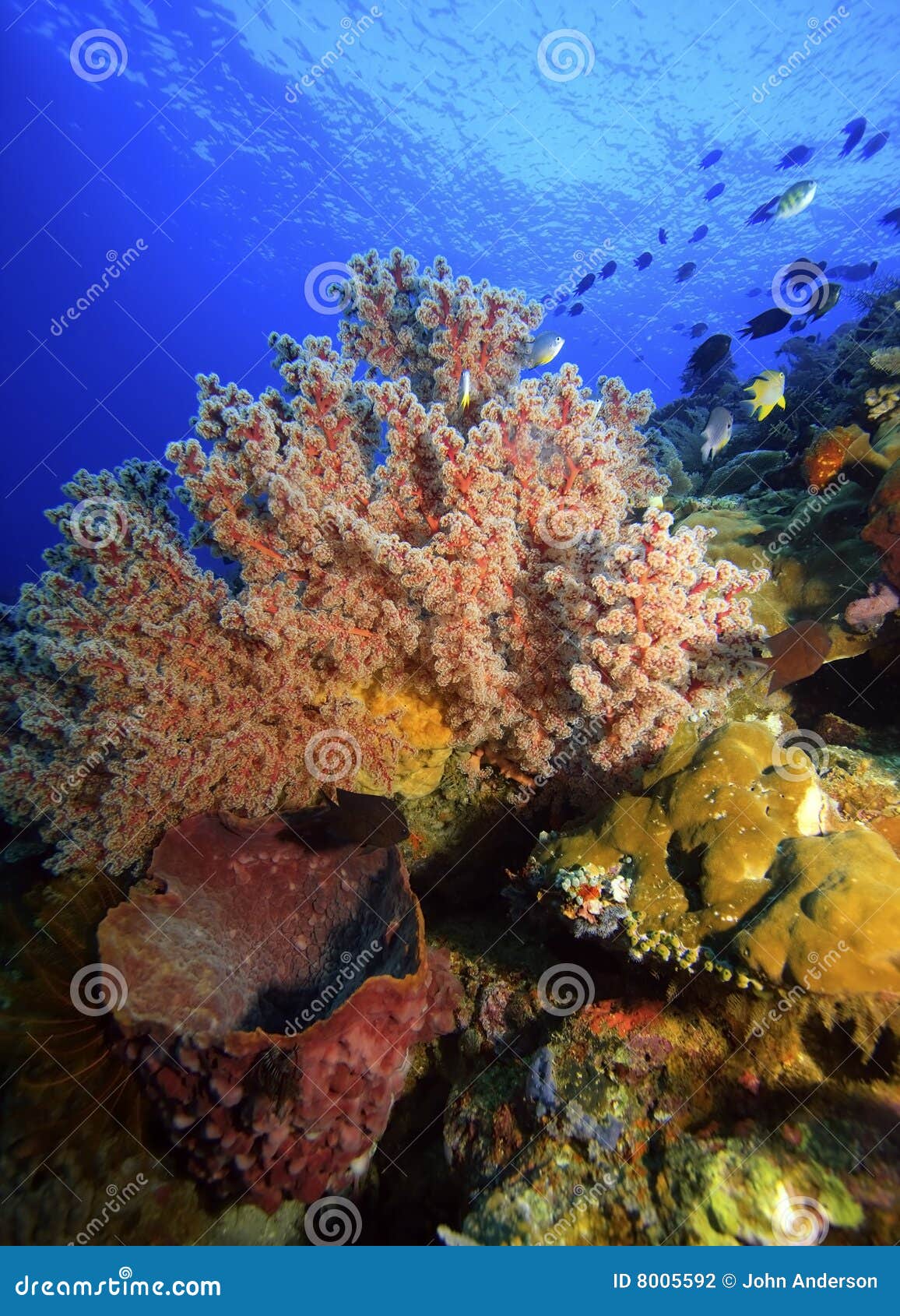 Soft corals stock photo. Image of north, extended, nature - 8005592