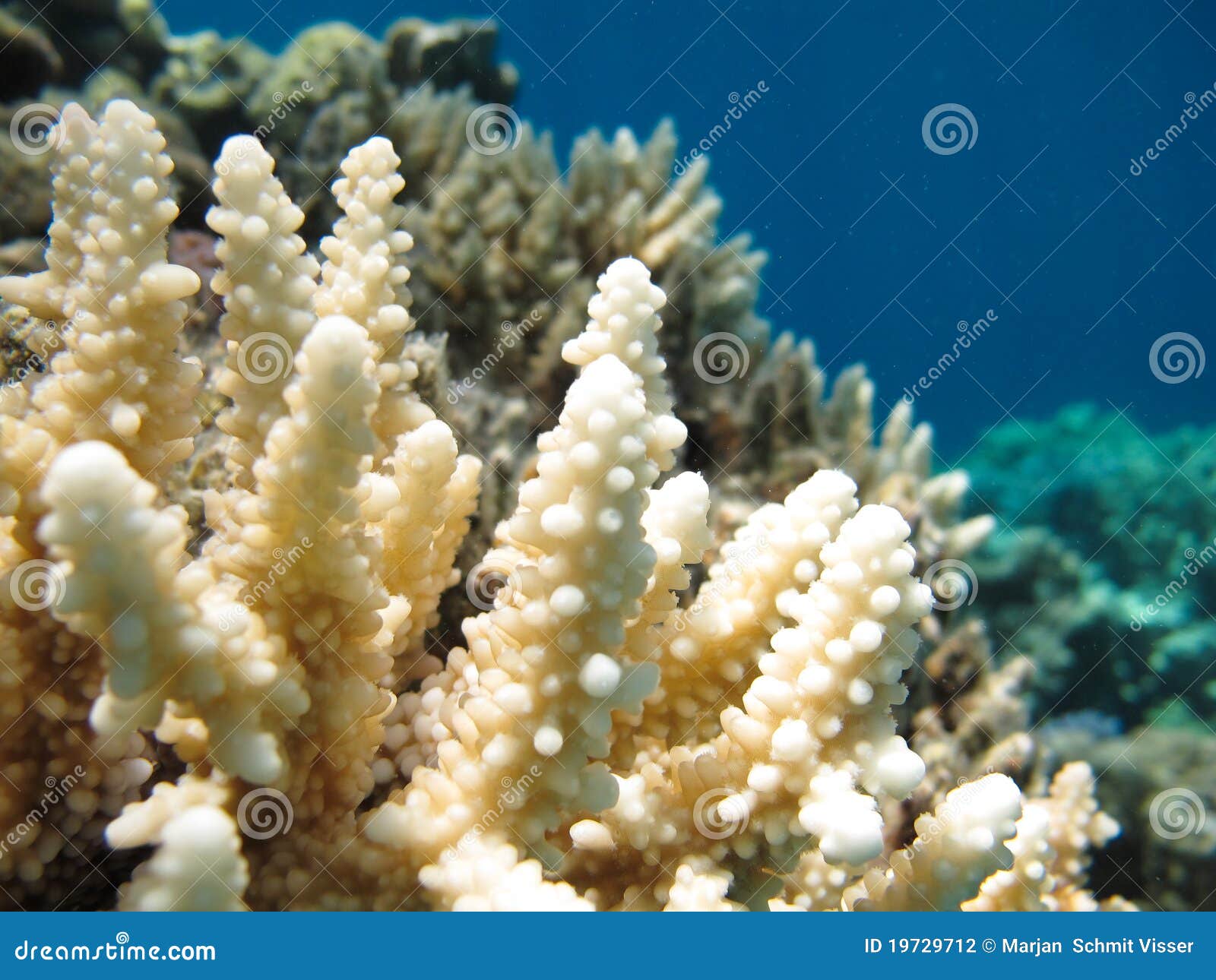 Soft Corals in Clear Blue Water Stock Photo - Image of environment ...