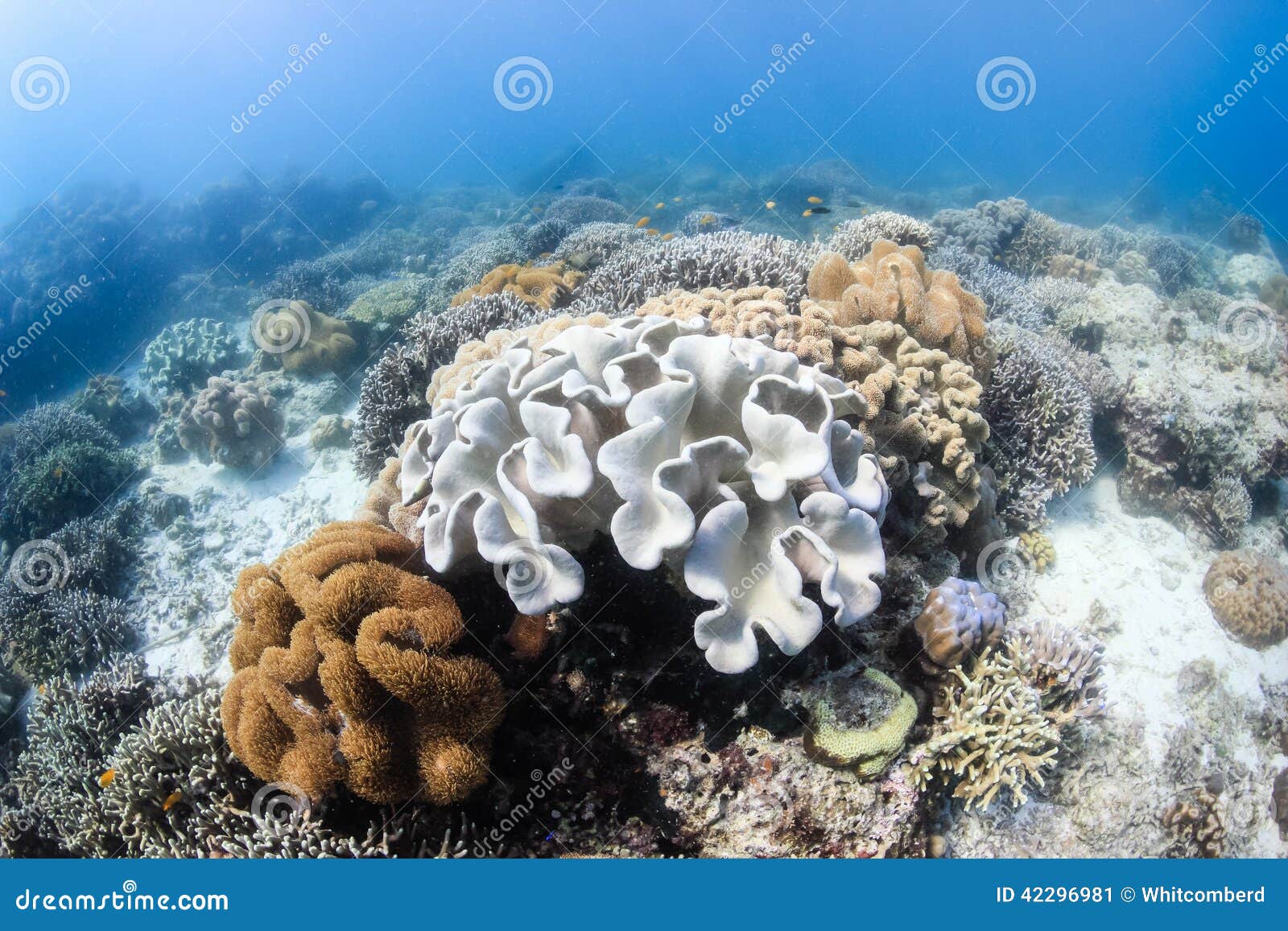 Soft Corals on a Tropical Reef Stock Image - Image of asia, marine ...