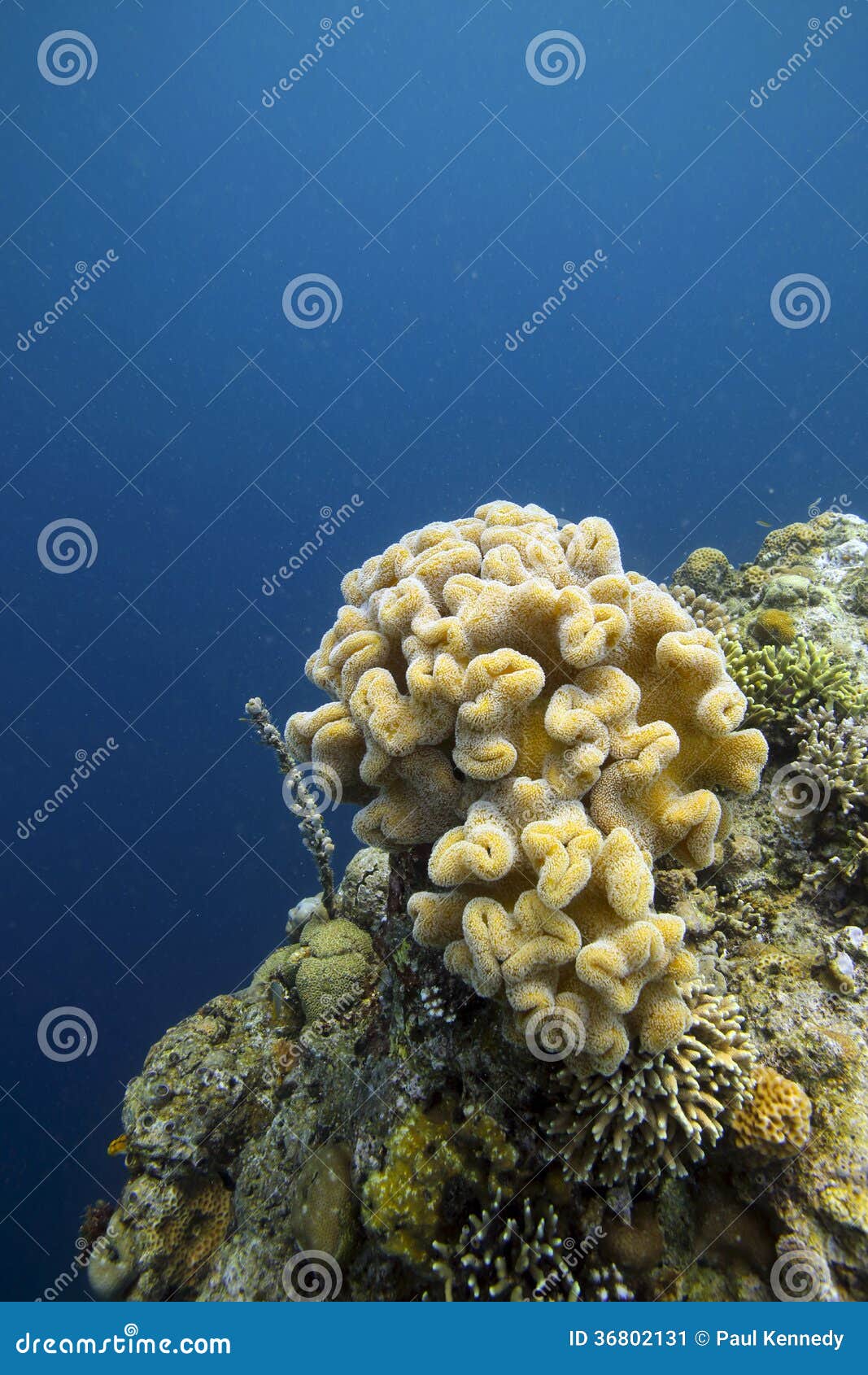 Soft Corals Tropical Reef Underwater Stock Image - Image of indonesia ...
