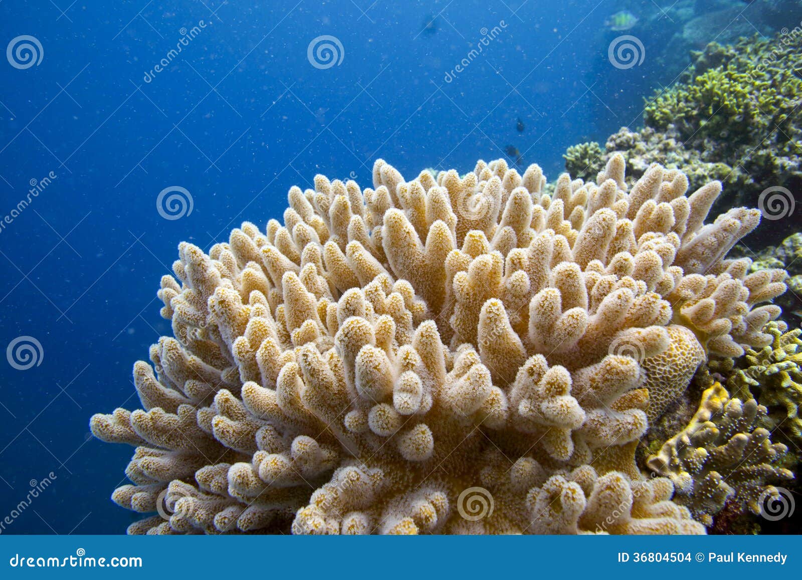 Soft Corals Tropical Reef Underwater Stock Photo - Image of growing ...