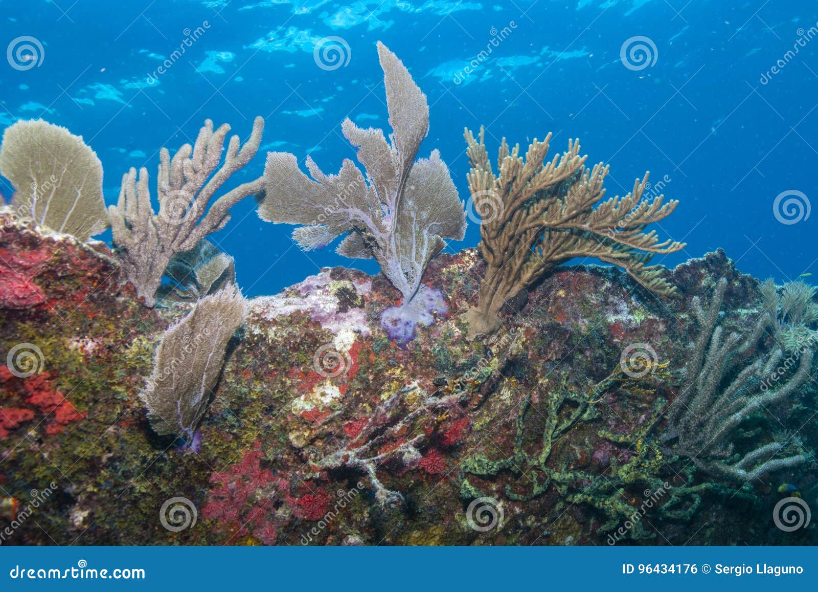 Soft Corals on a Wreck stock photo. Image of barrier - 96434176