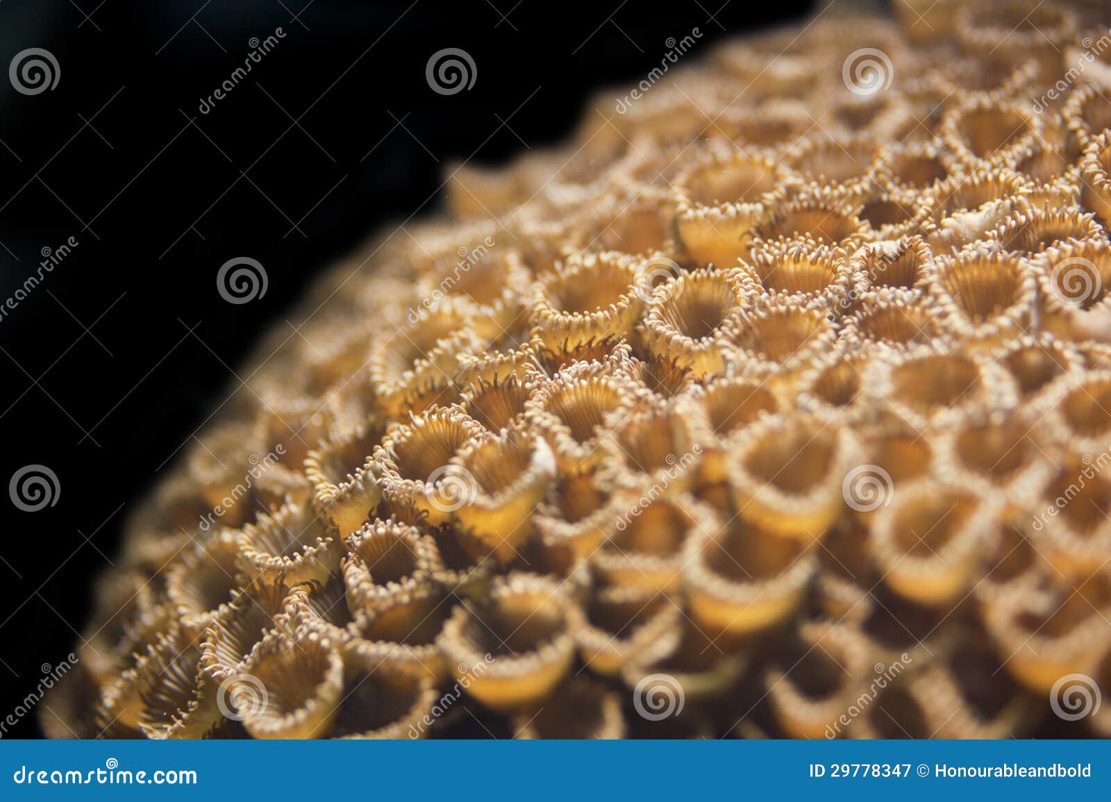 Soft cup coral close up stock image. Image of macro, brown - 29778347