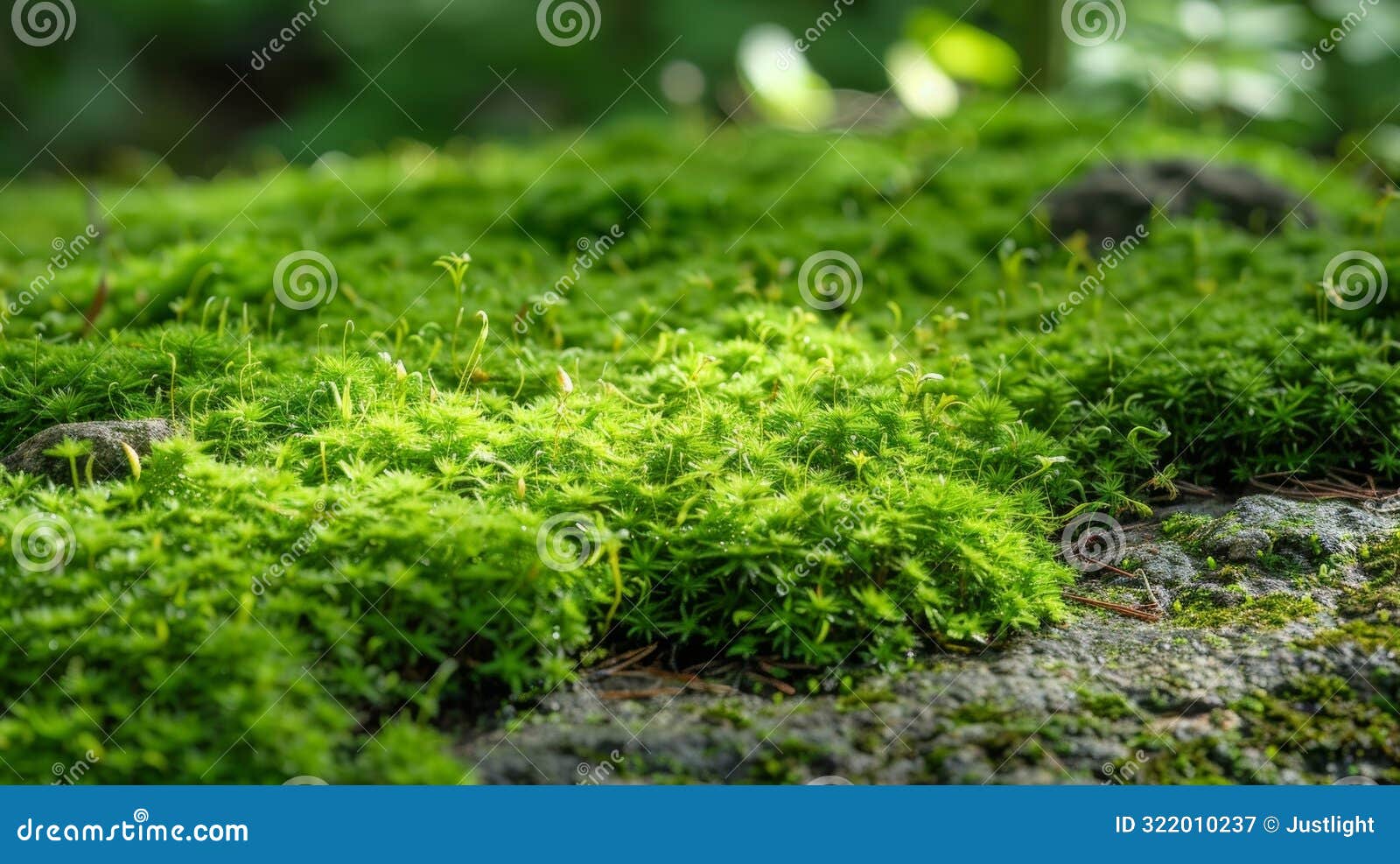 Soft Cushions of Moss Provide a Gentle Landing for Tiny Insects and Creatures Stock Image ...