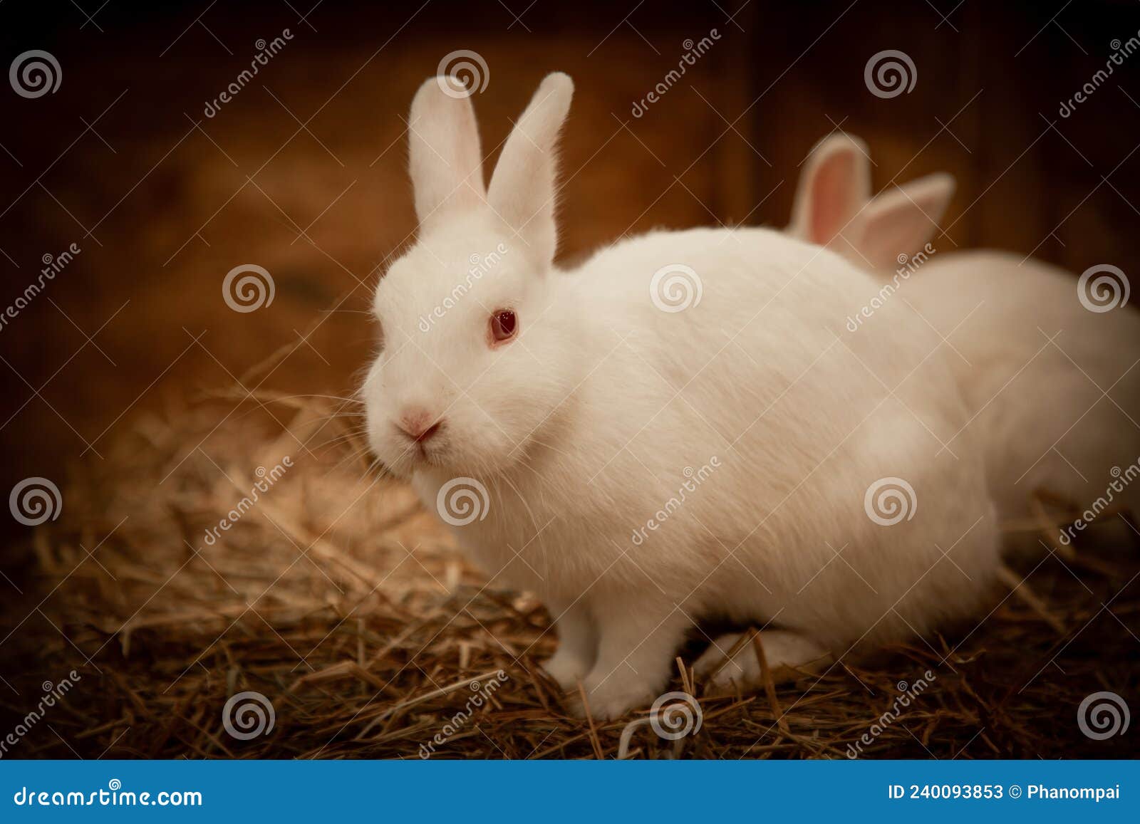 Soft Cute Curious Portrait White Rabbit. Stock Image - Image of animal ...