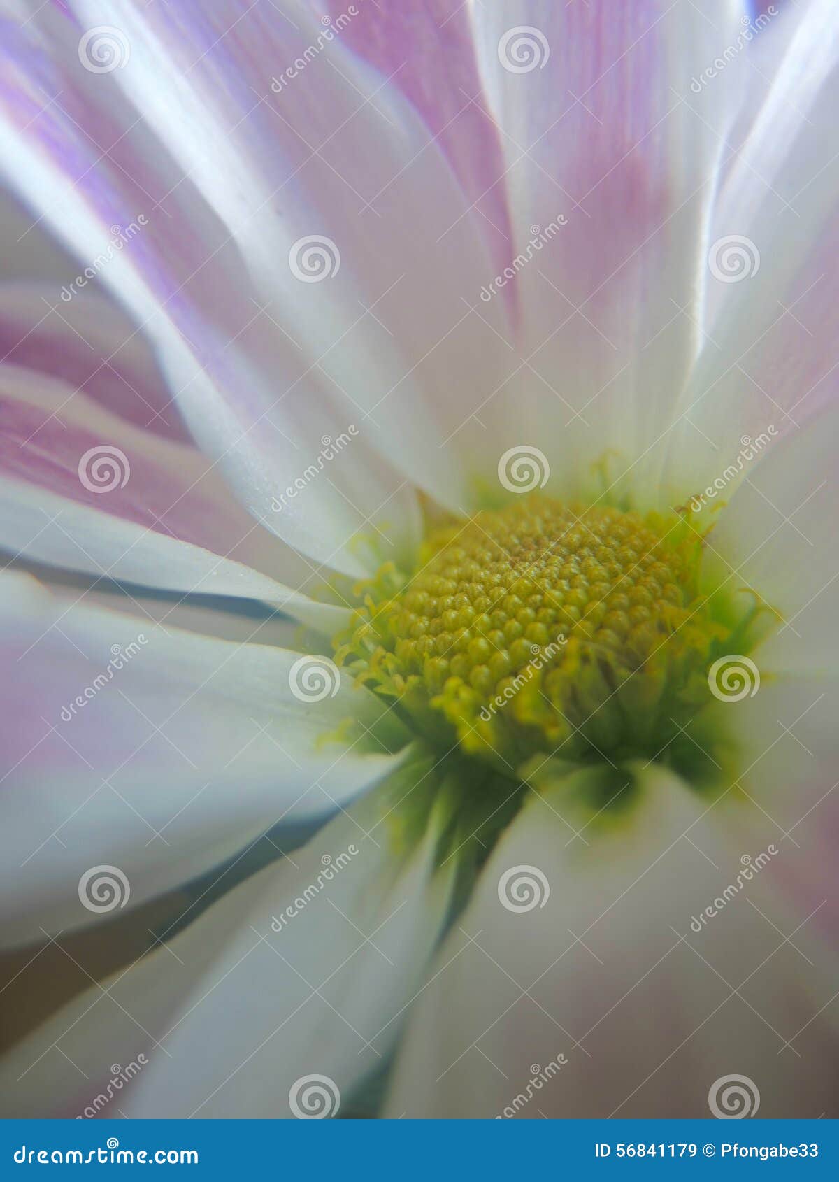 Soft daisy stock image. Image of flora, chamomile, leaf - 56841179