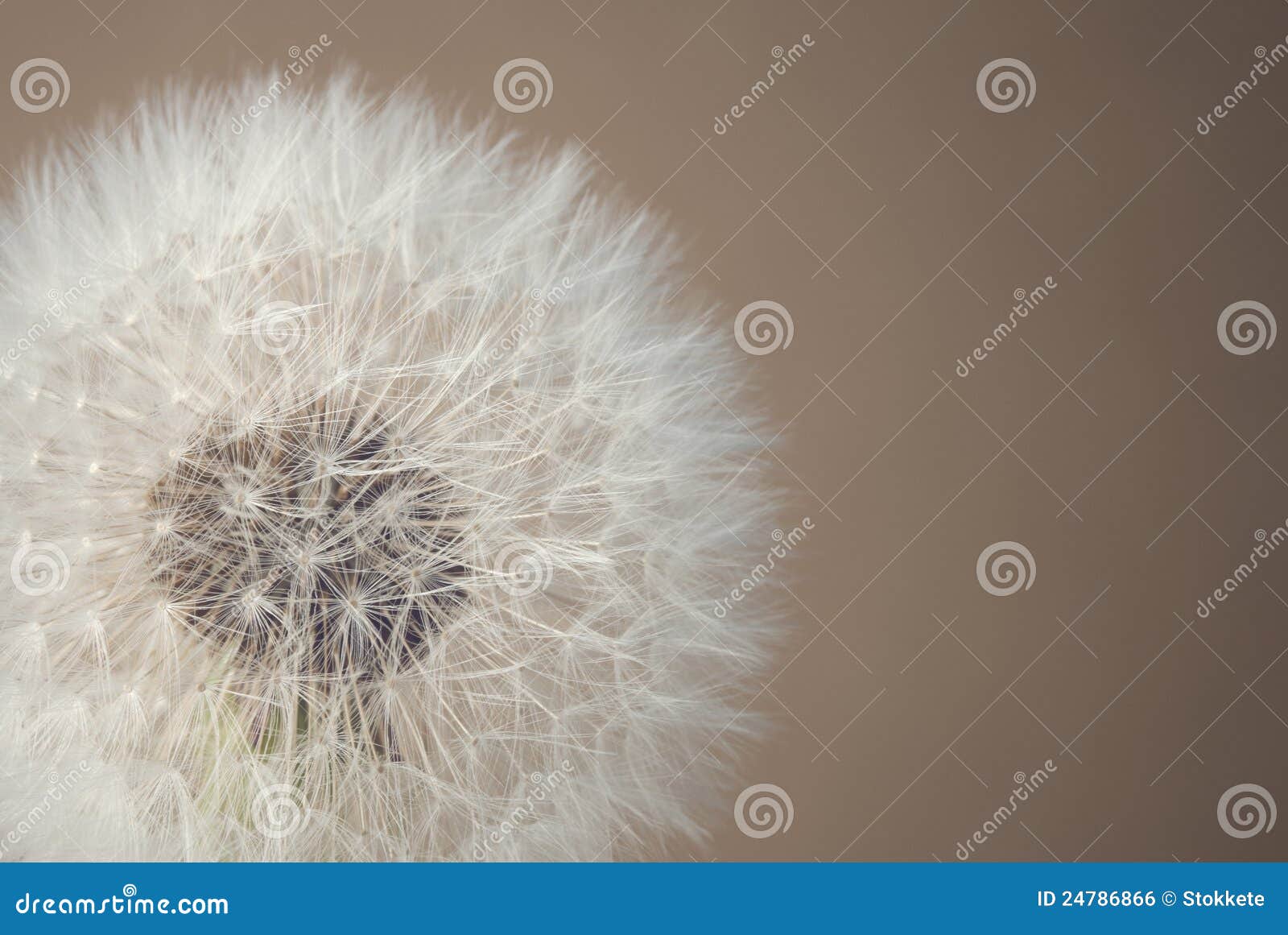 Soft dandelion stock photo. Image of spore, macro, close - 24786866