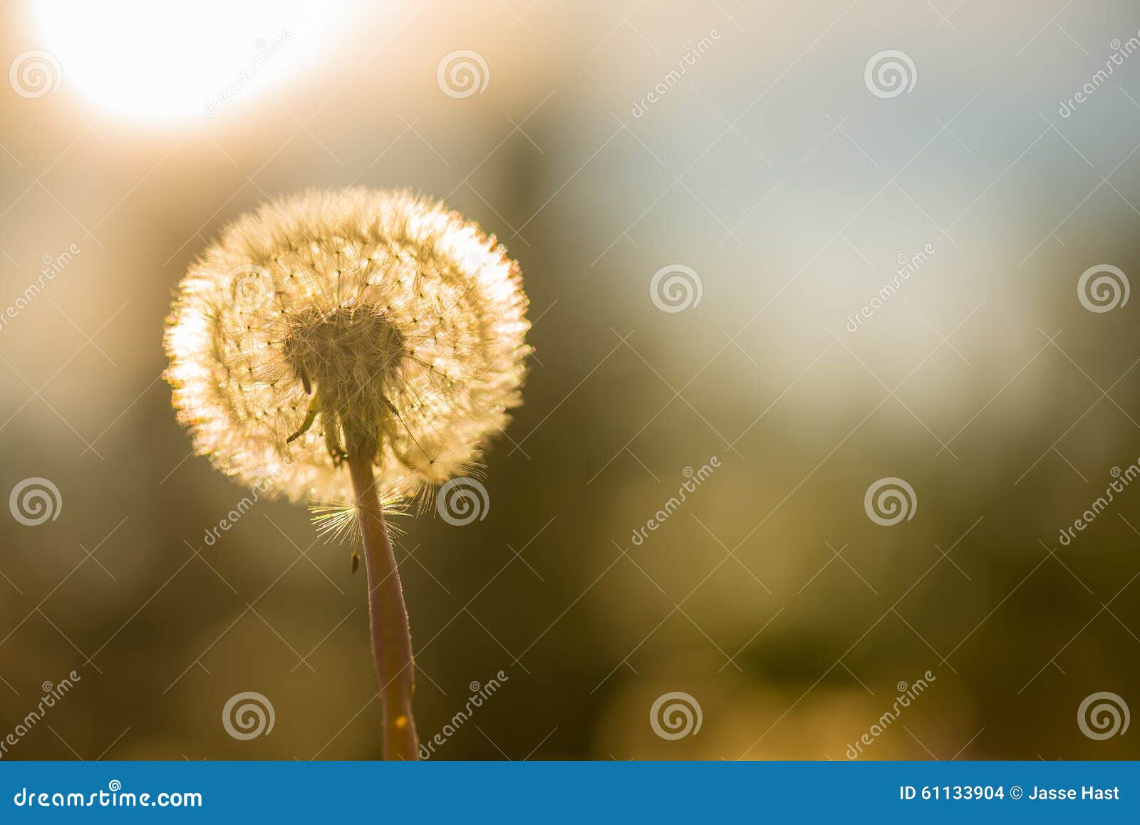Soft dandelion stock photo. Image of golden, field, light - 61133904