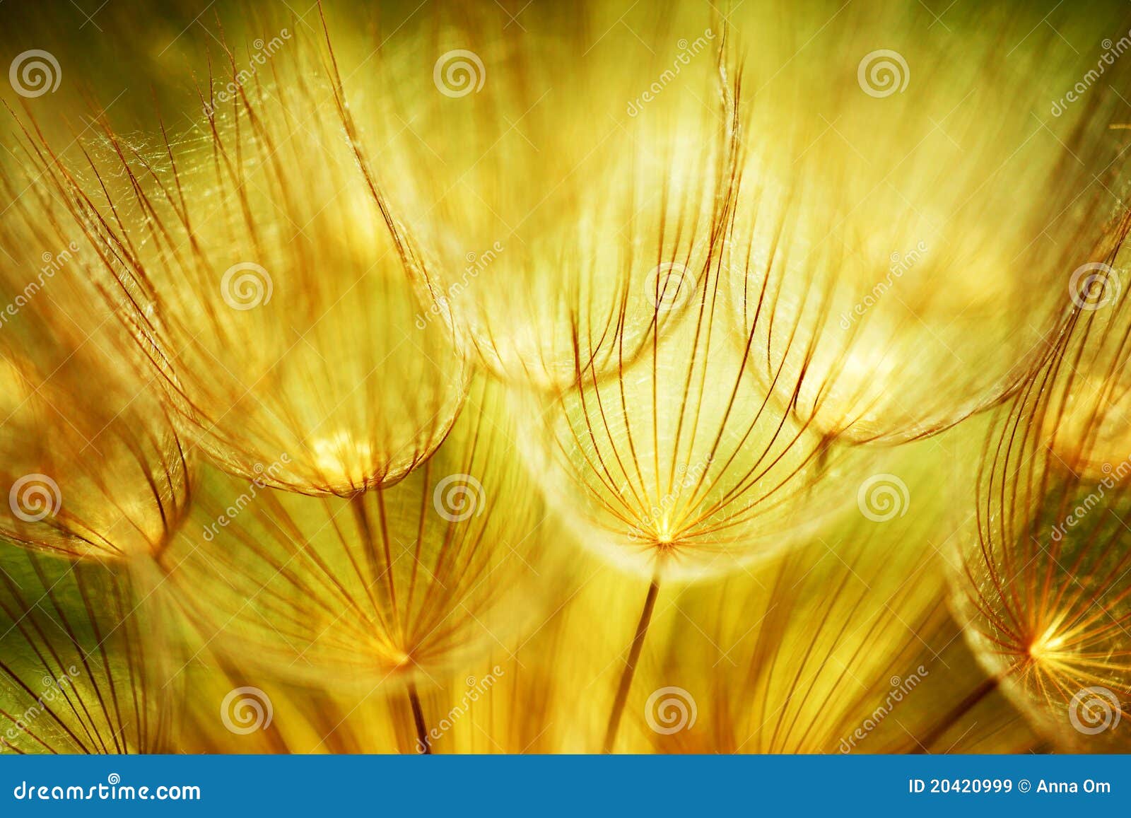 Soft dandelion flowers stock image. Image of feather - 20420999