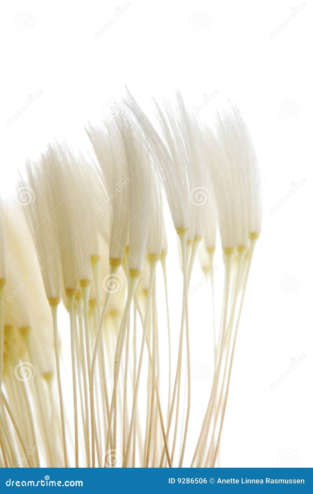 Soft dandelion seeds stock photo. Image of taraxacum, background - 9286506