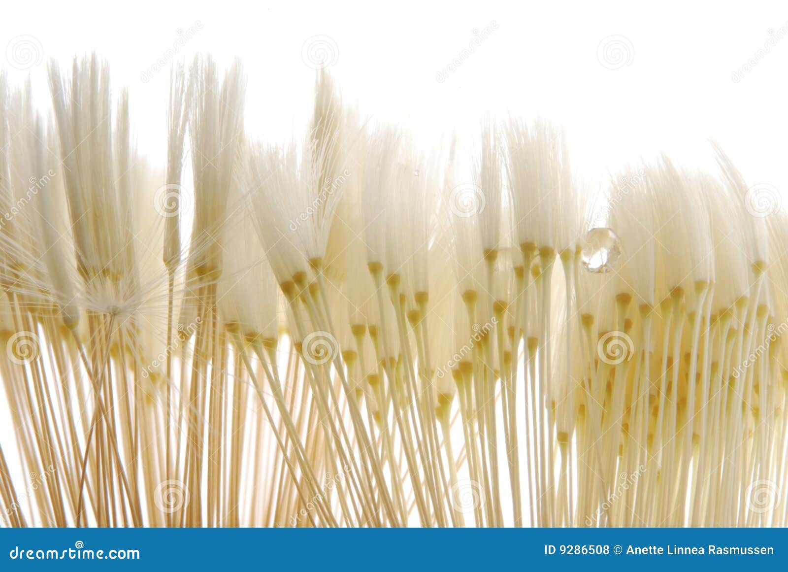 Soft dandelion seeds stock photo. Image of vertical, summer - 9286508