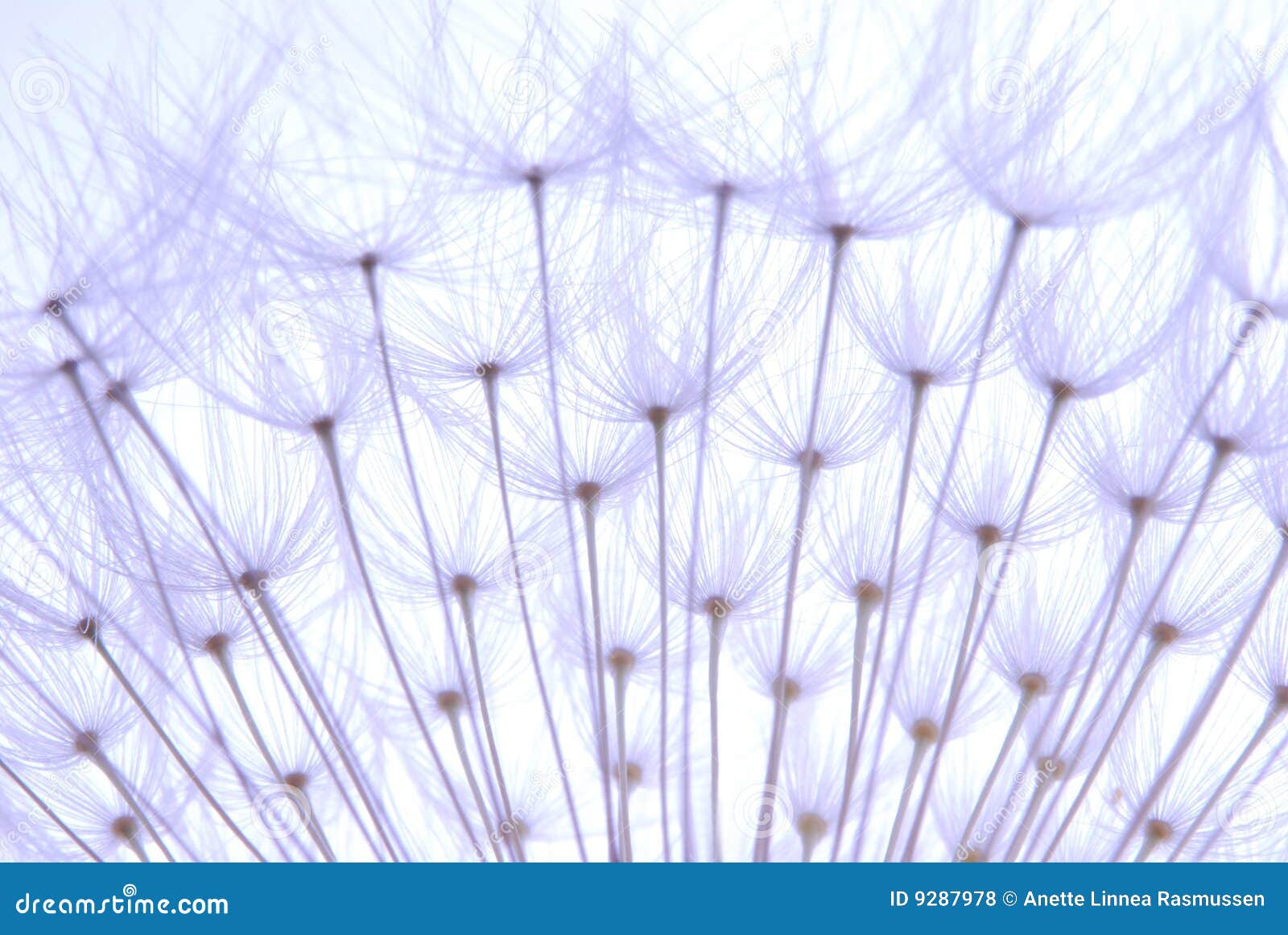 Soft dandelion seeds stock photo. Image of hairy, plant - 9287978