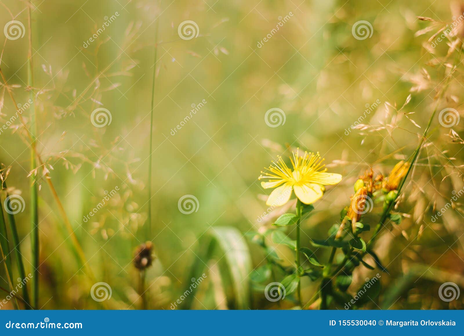 Soft Defocused Nature Background. Field Grass and Tutsan in the Summer ...