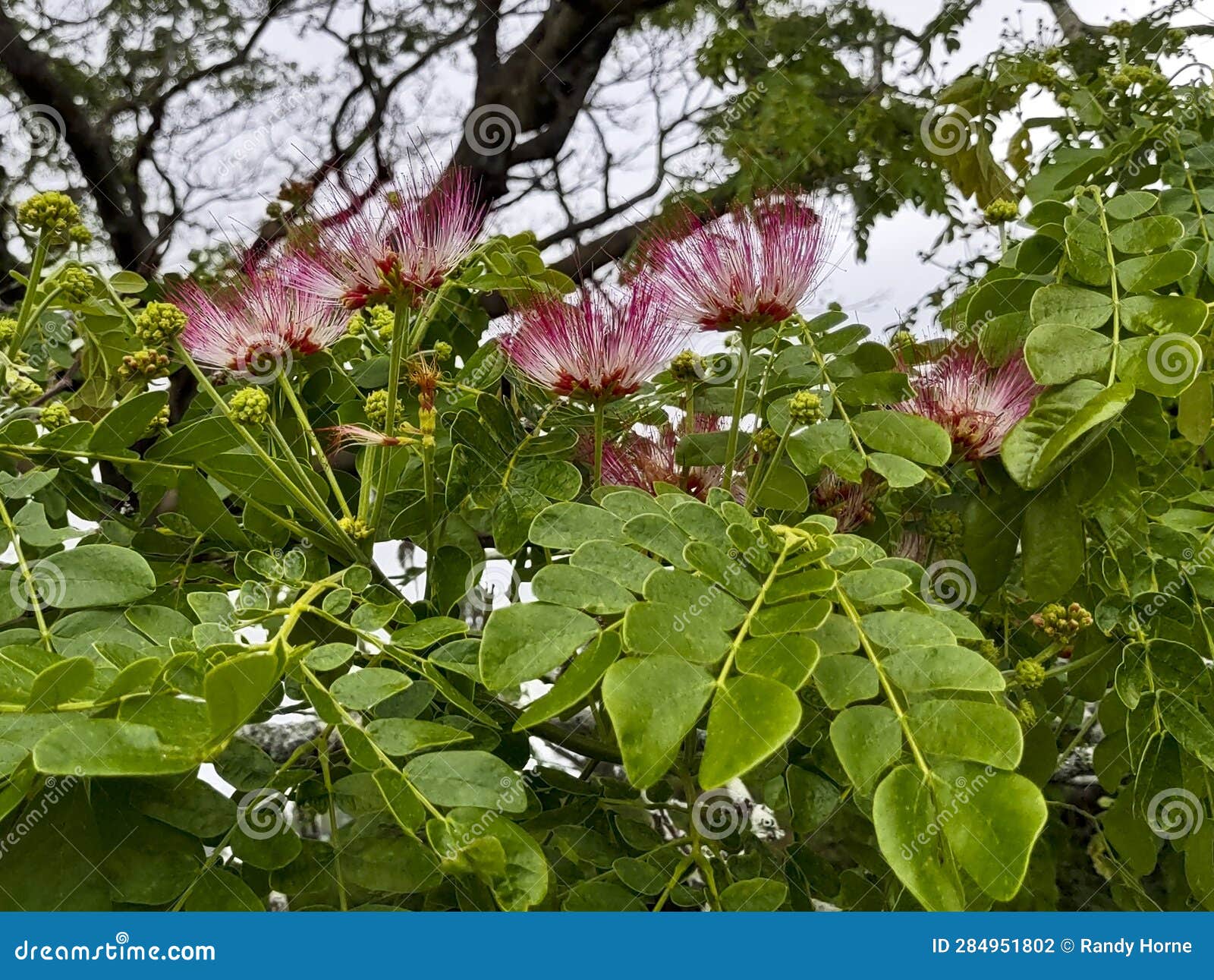 Monkey Pod Flowers stock photo. Image of burgundy, autumn - 284951802