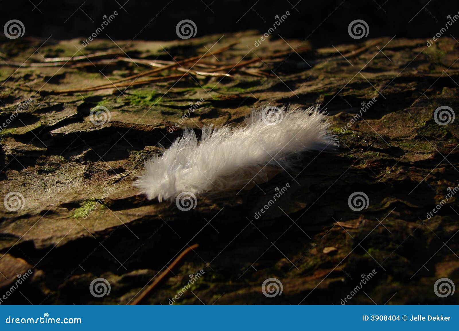 Soft Feather stock photo. Image of bird, tree, shade, white - 3908404