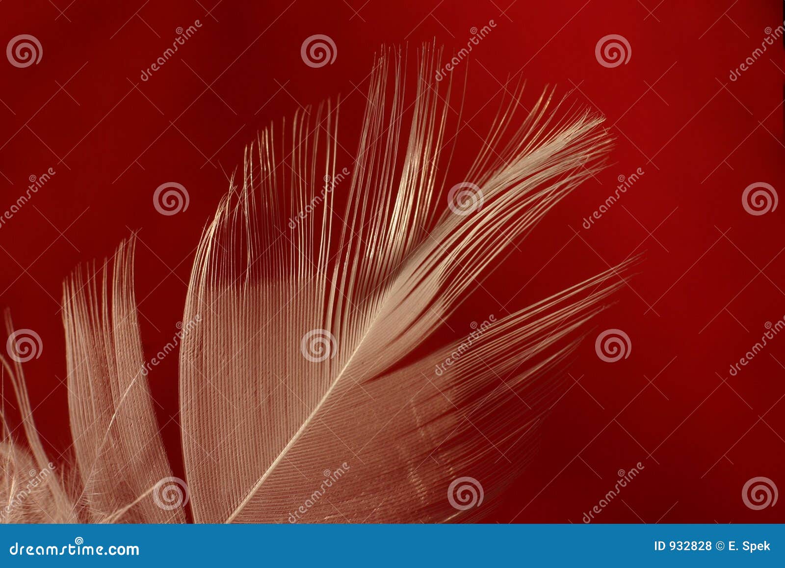Soft feather detail stock photo. Image of blue, ethereal - 932828