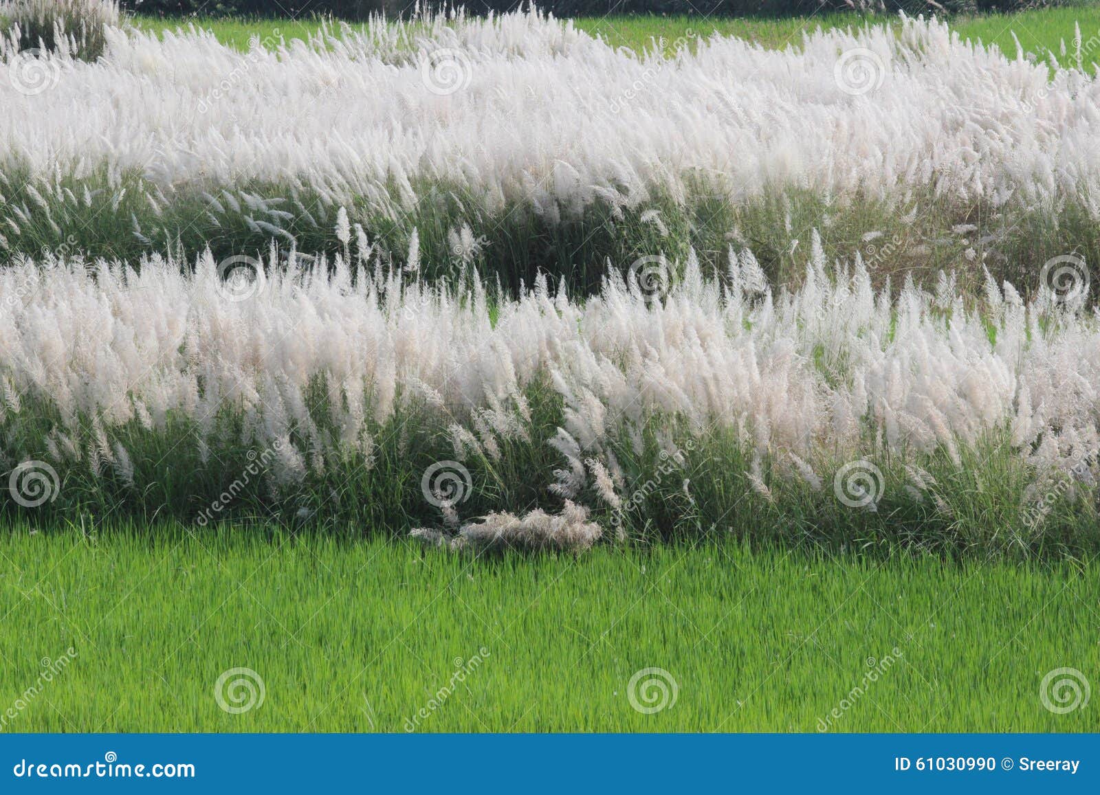 Soft feather grass stock photo. Image of green, fresh - 61030990