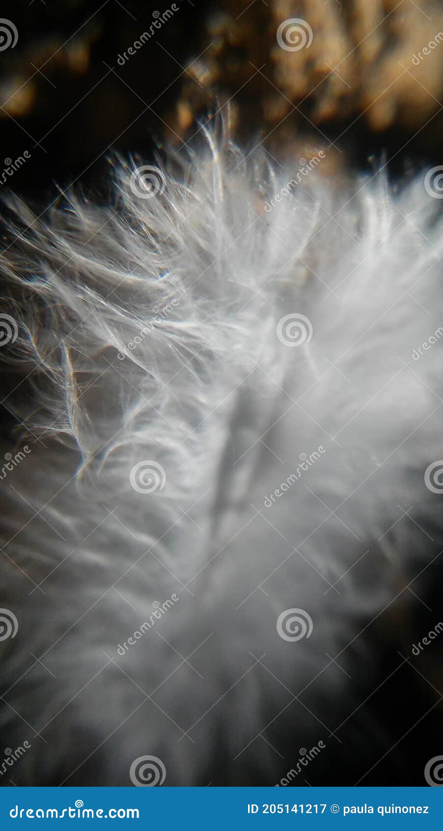 Soft feather on the ground stock image. Image of winter - 205141217