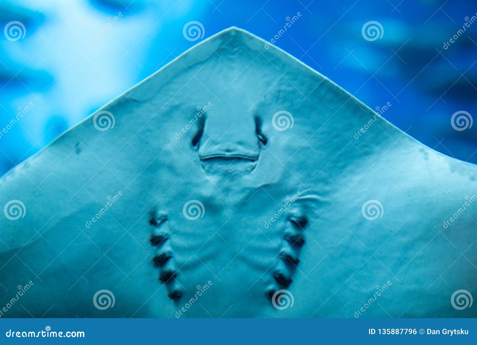 Soft Fleshy Underside Of A Ray Swimming Underwater In Oceanarium Stock ...