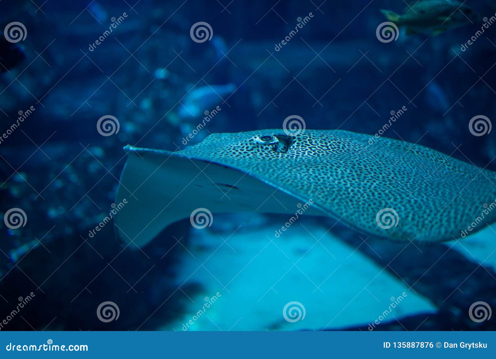 Soft Fleshy Underside of a Ray Swimming Underwater in Oceanarium Stock ...