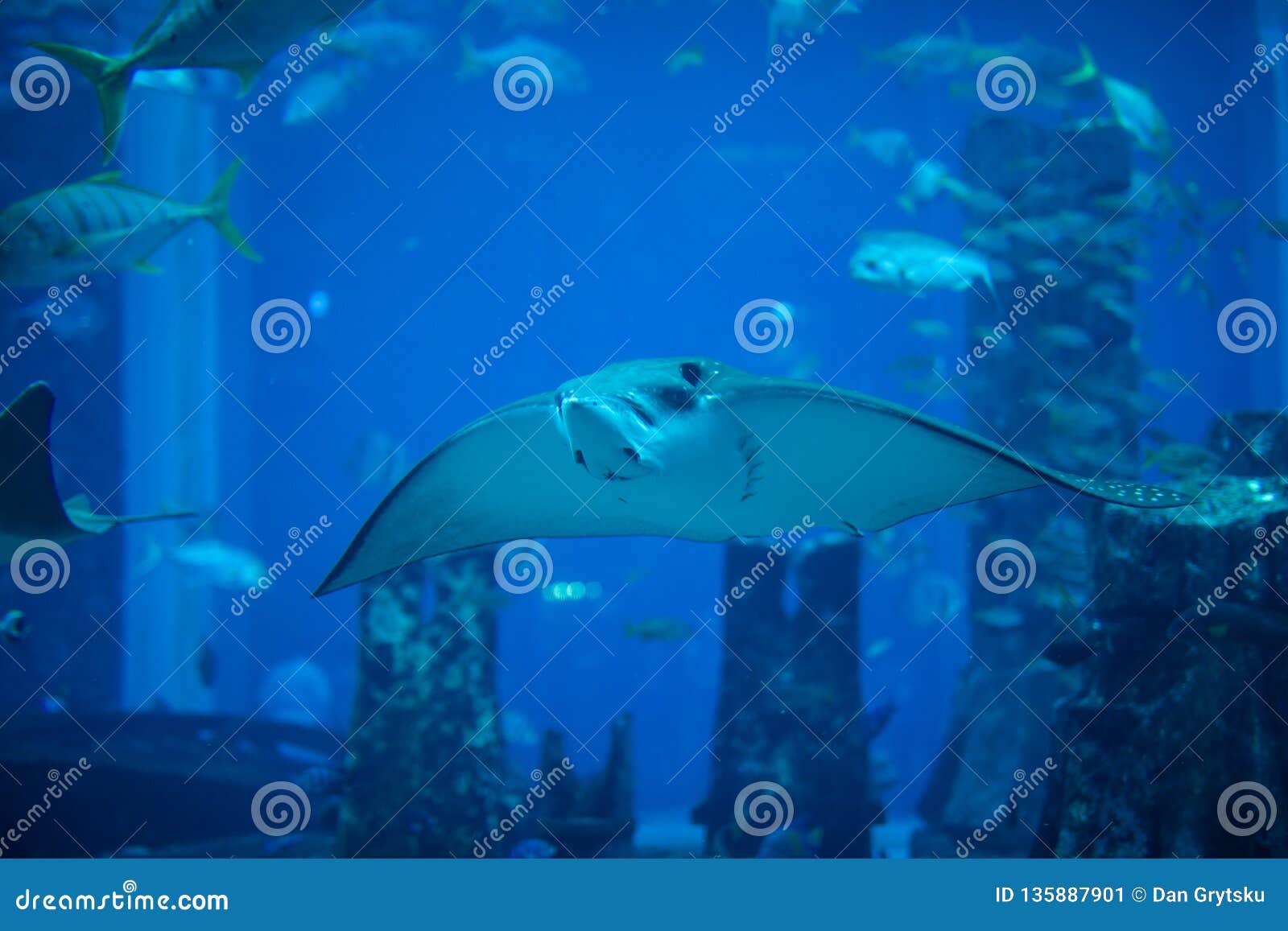 Soft Fleshy Underside of a Ray Swimming Underwater in Oceanarium Stock ...