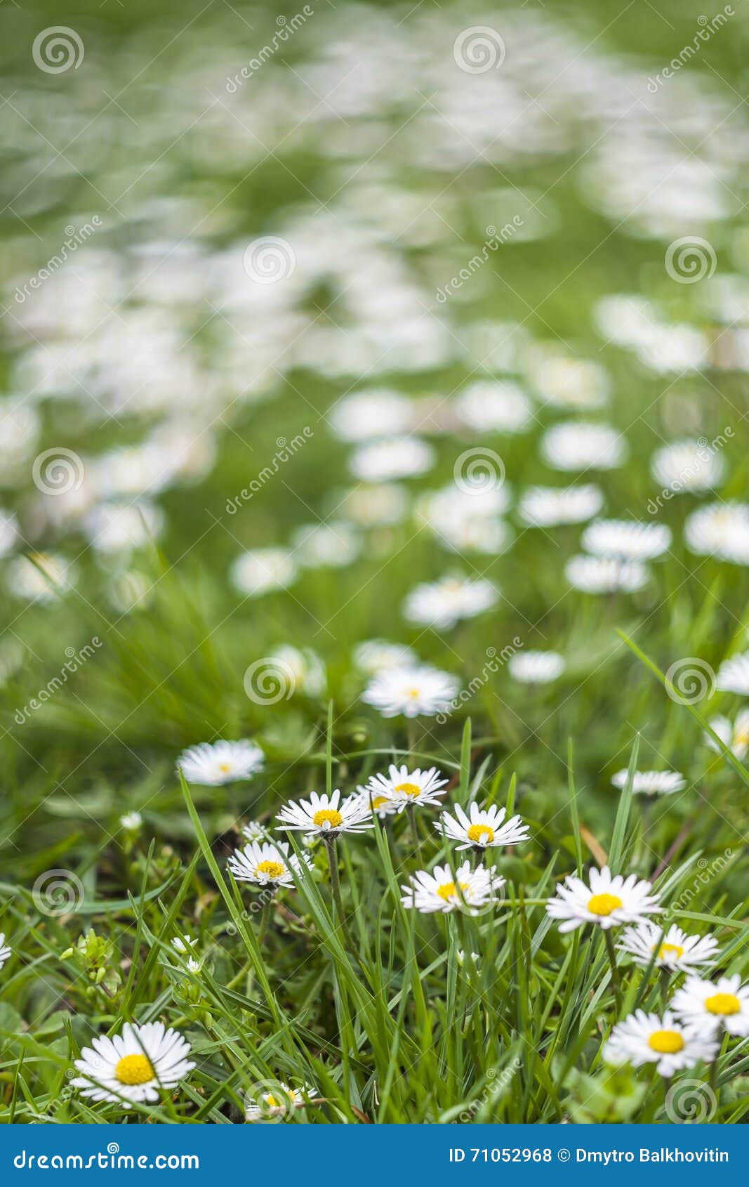 Soft Floral Background with Daisy Stock Photo - Image of fresh, petal ...