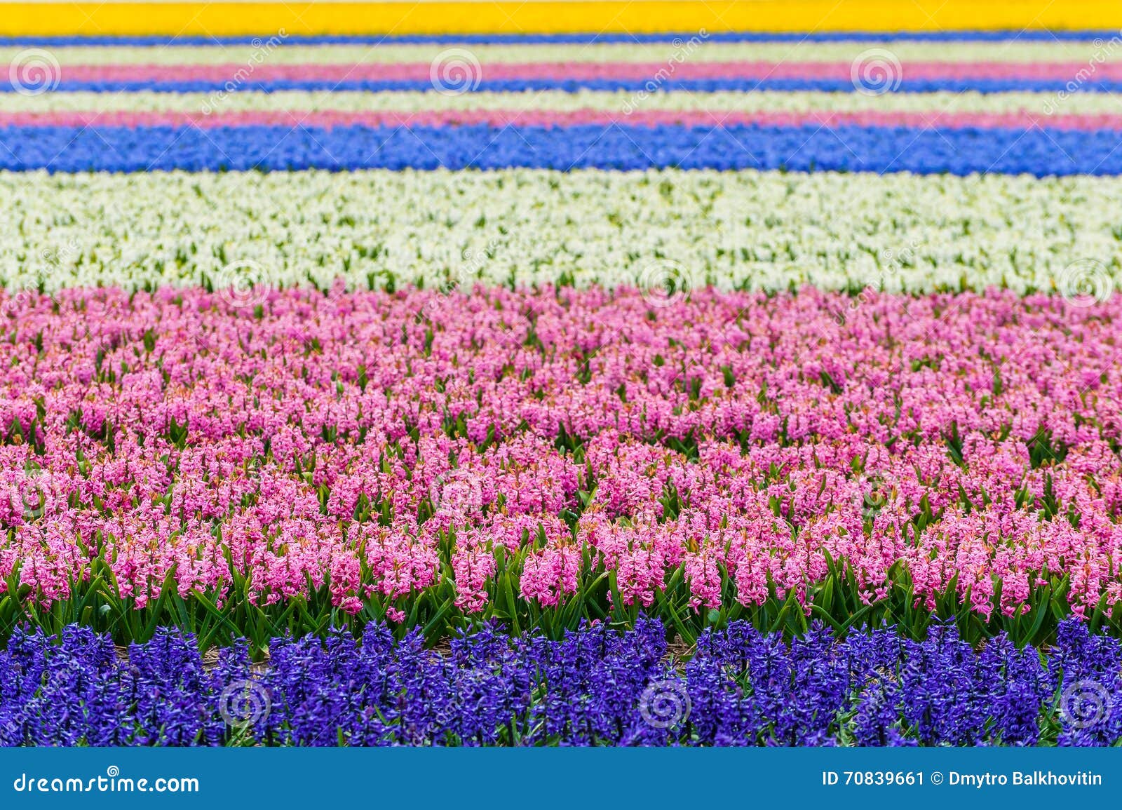 Soft Floral Background with Hyacinth Stock Image - Image of marriage ...