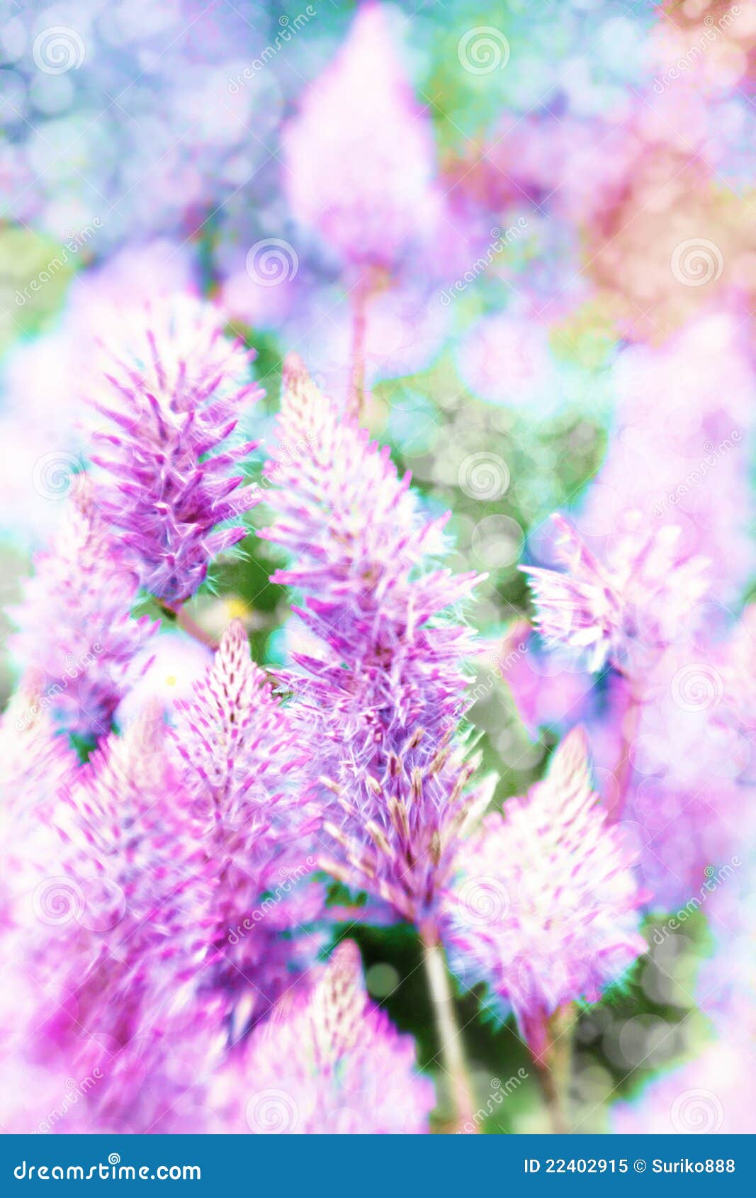 Soft flowers stock image. Image of fantasy, focus, colorize - 22402915