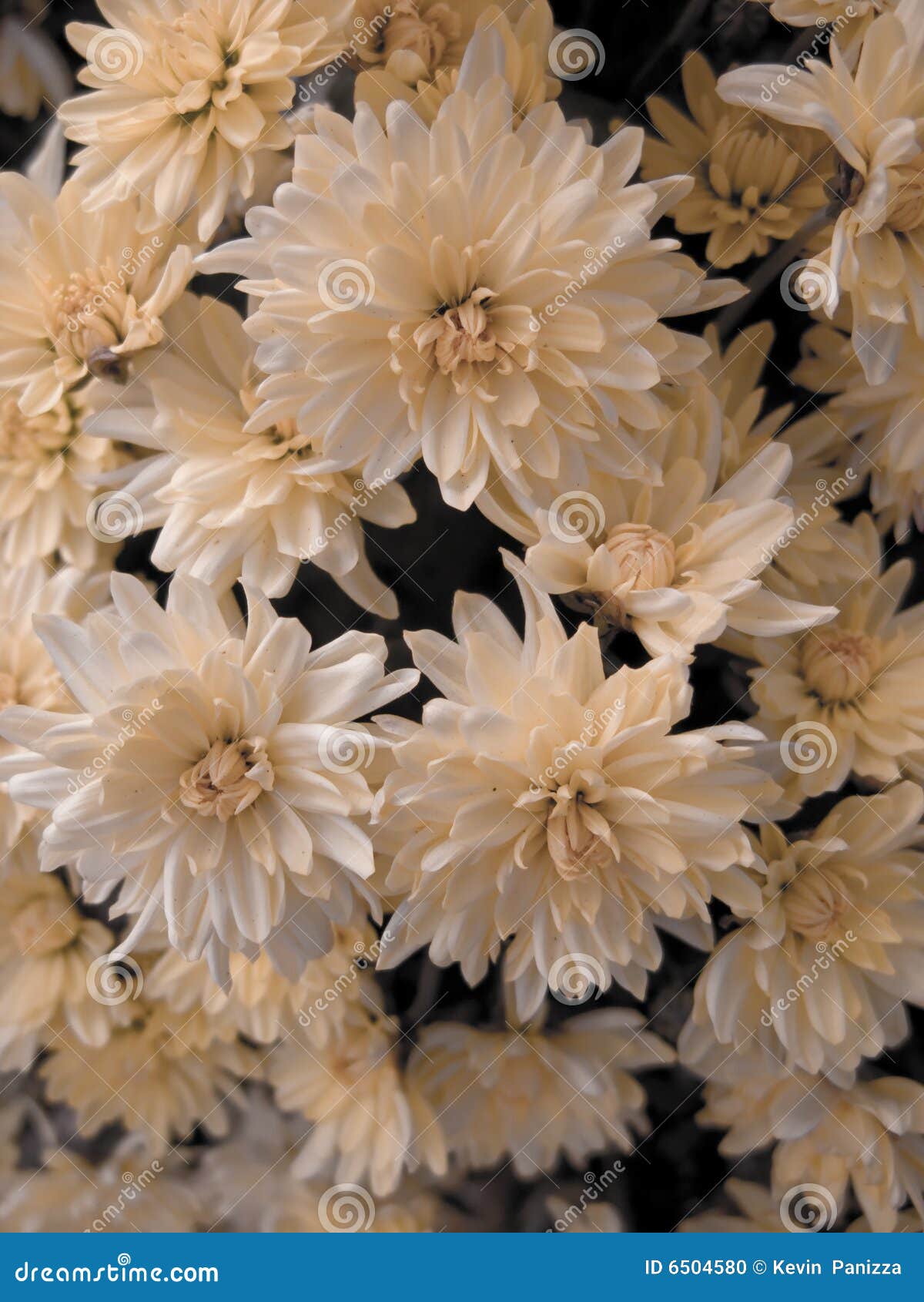 Soft Flowers stock photo. Image of contrast, pastel, soft - 6504580