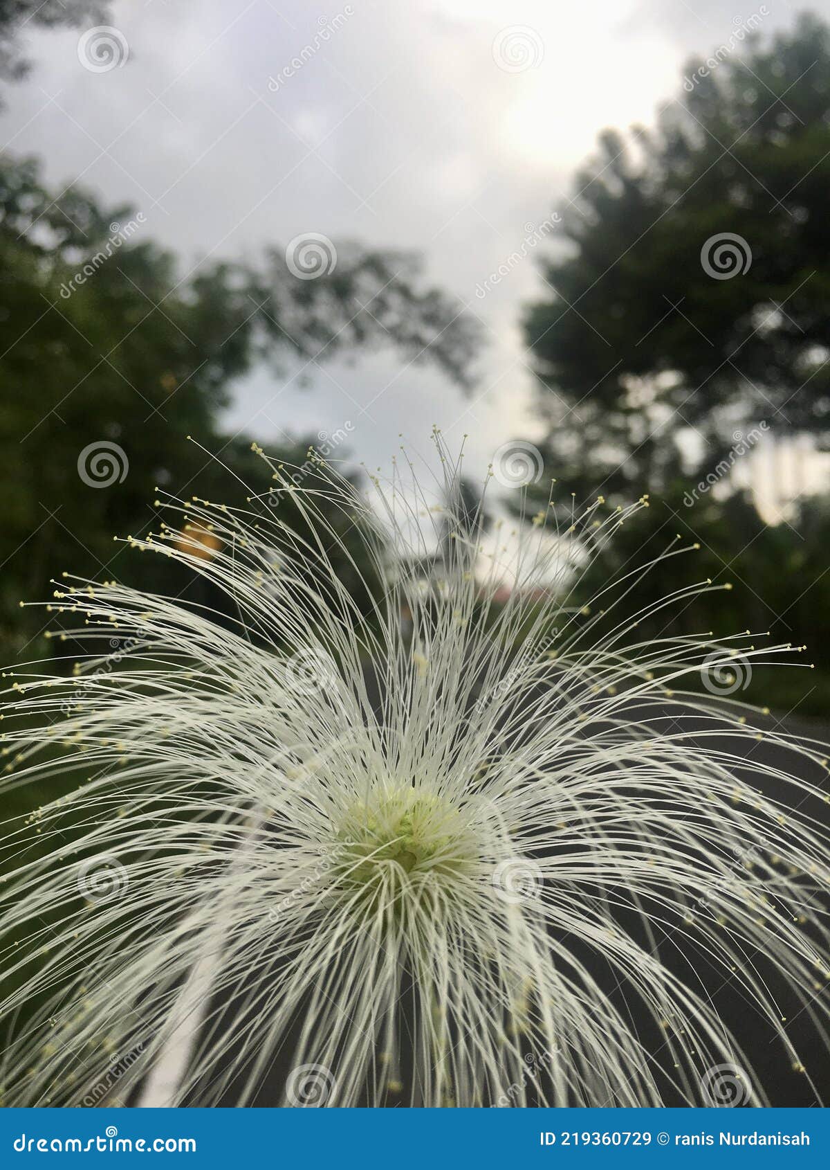 Soft flowers stock image. Image of trees, kaliandra - 219360729
