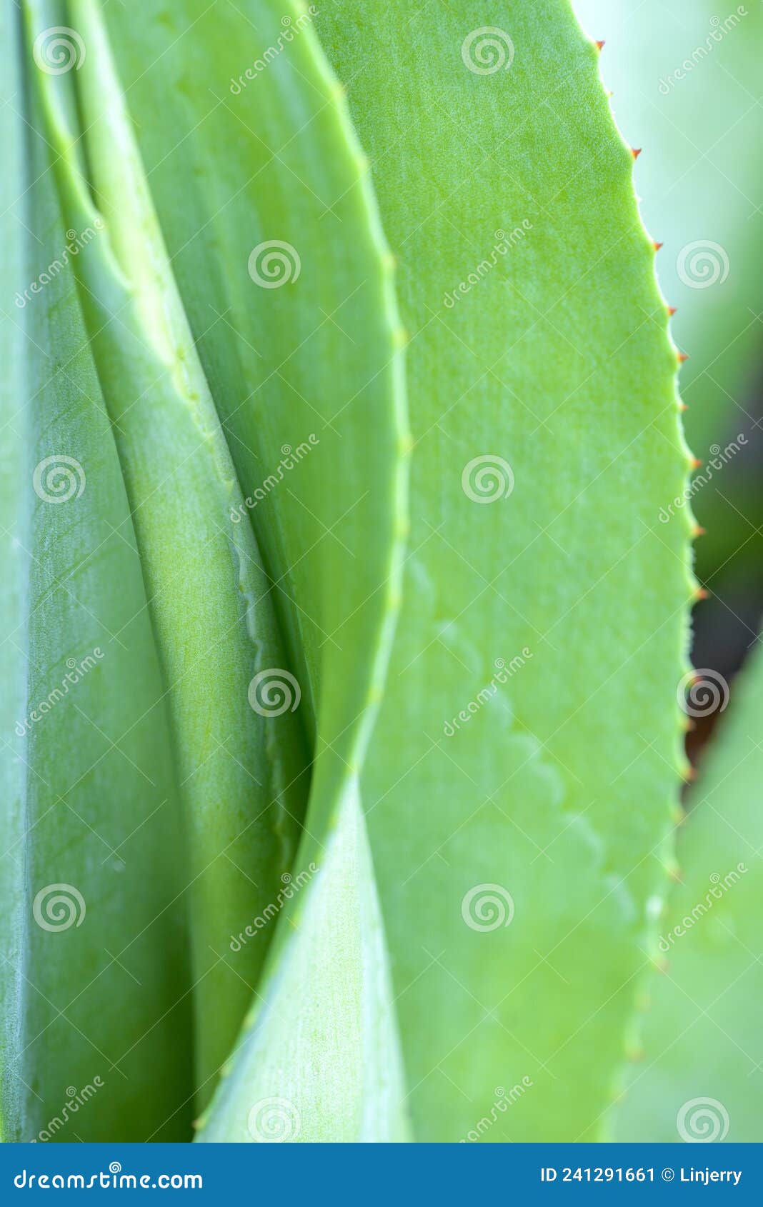 Close up of agave plant stock image. Image of botany - 241291661