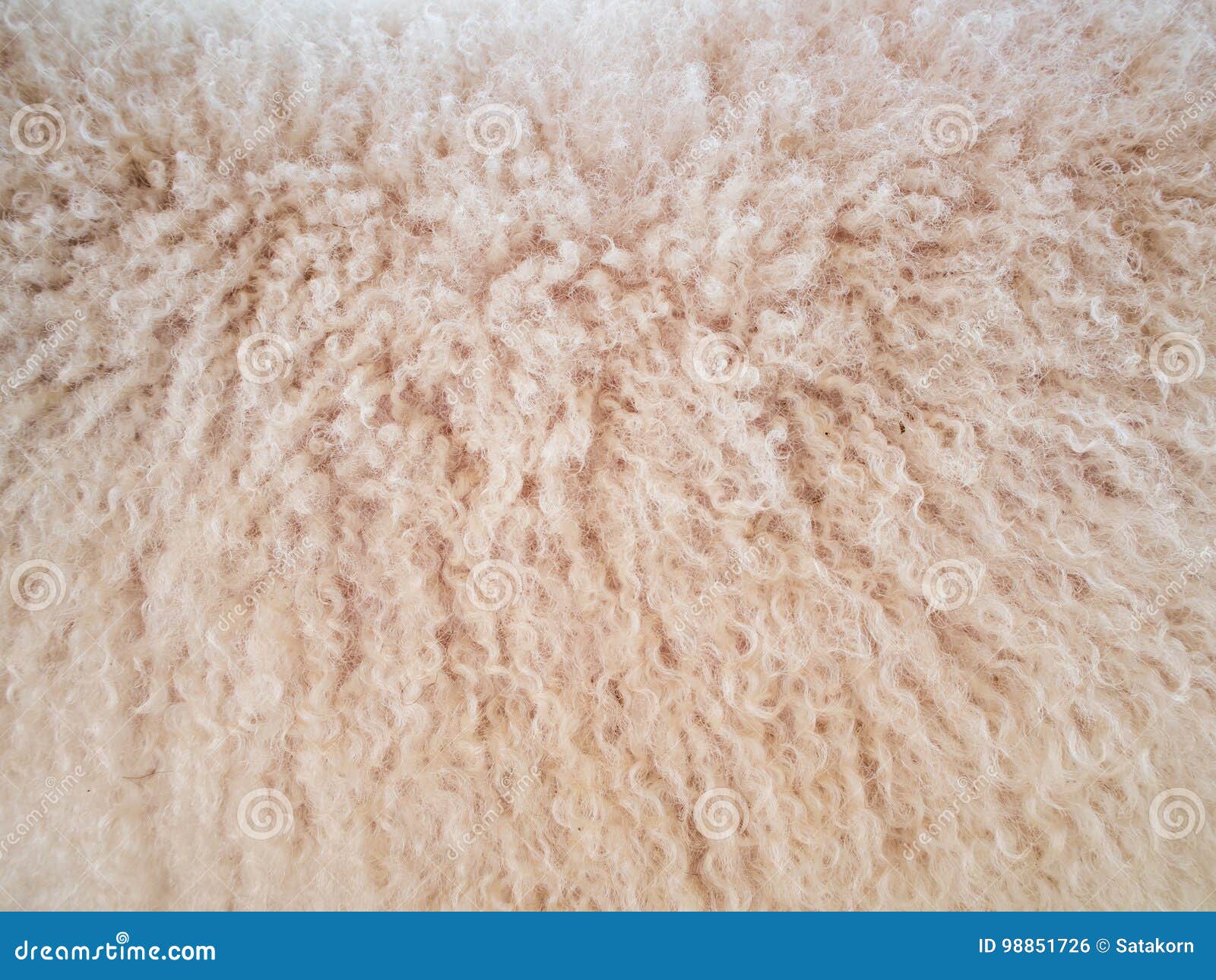 Soft and fluff sheep wool stock photo. Image of close - 98851726