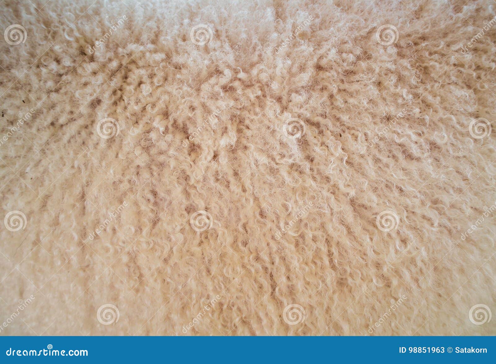 Soft and fluff sheep wool stock image. Image of close - 98851963