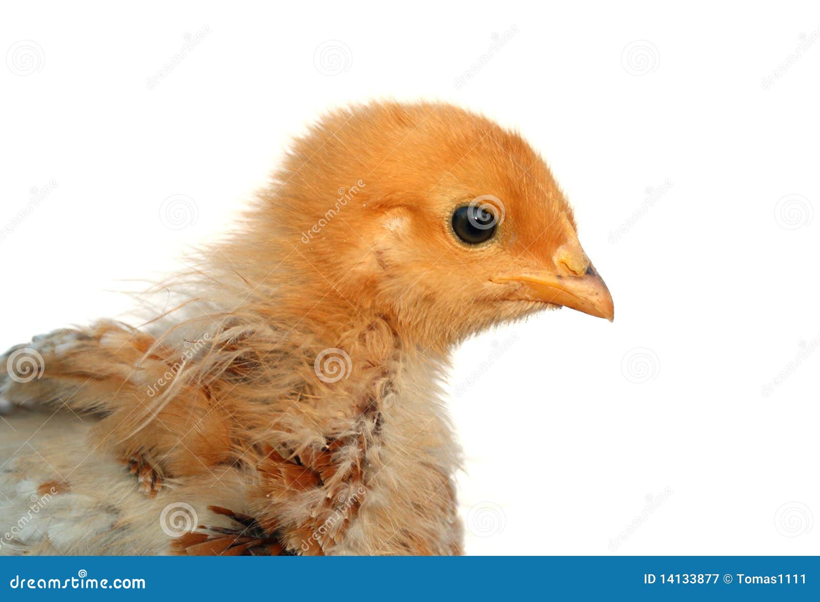 Soft and Fluffy Chick - Detail Stock Image - Image of furry, born: 14133877