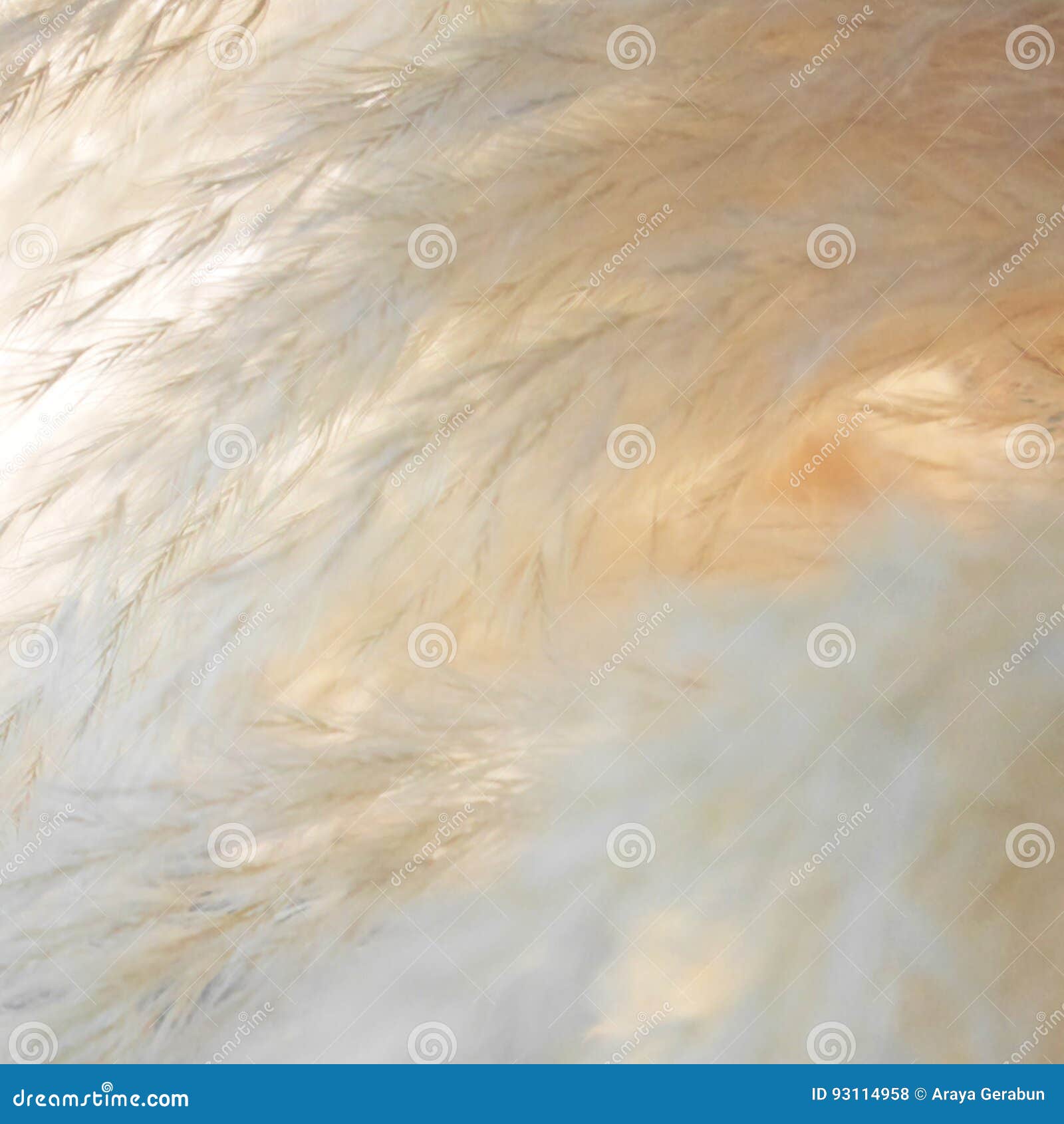 Soft and Fluffy Decorative Dry Feather Grass Stock Photo - Image of ...