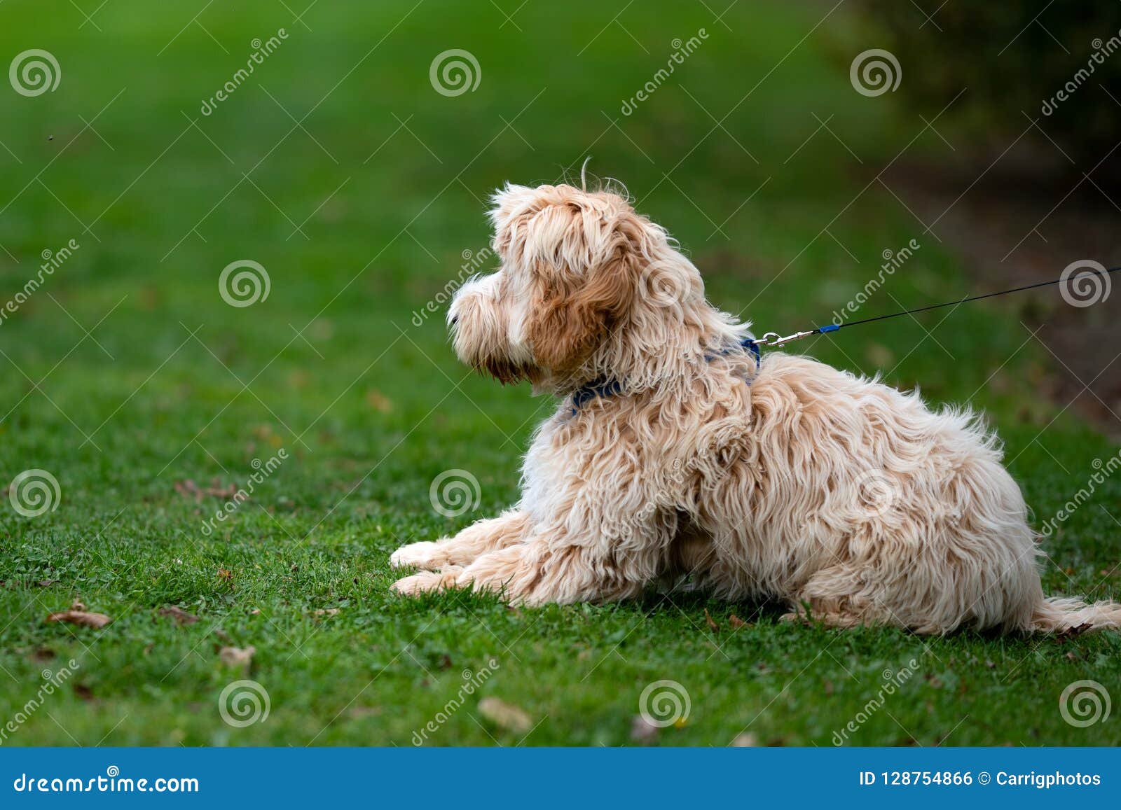 Fluffy Soft Dog stock photo. Image of white, fluffy - 128754866