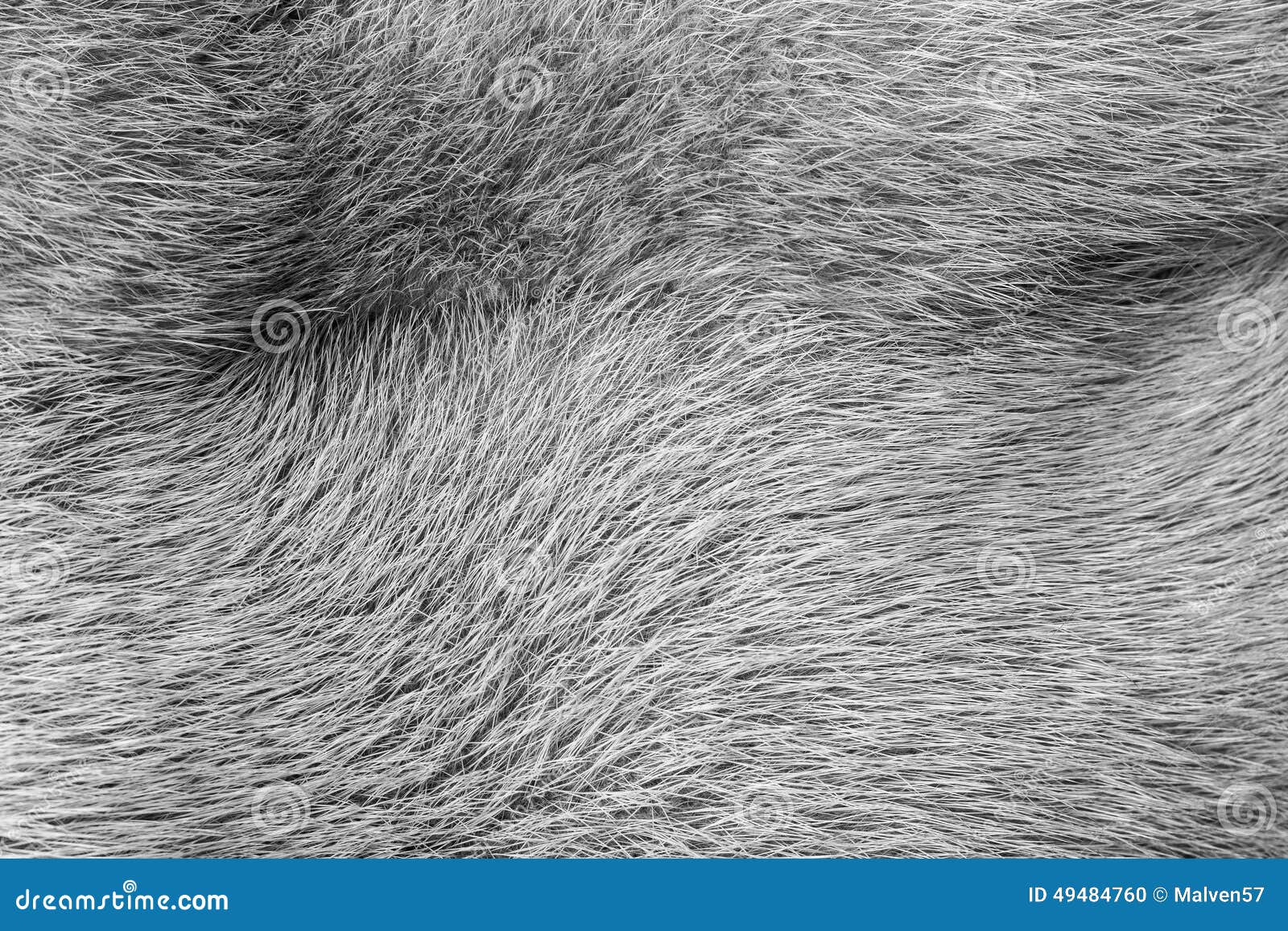 Soft and fluffy gray fur stock photo. Image of elegance - 49484760
